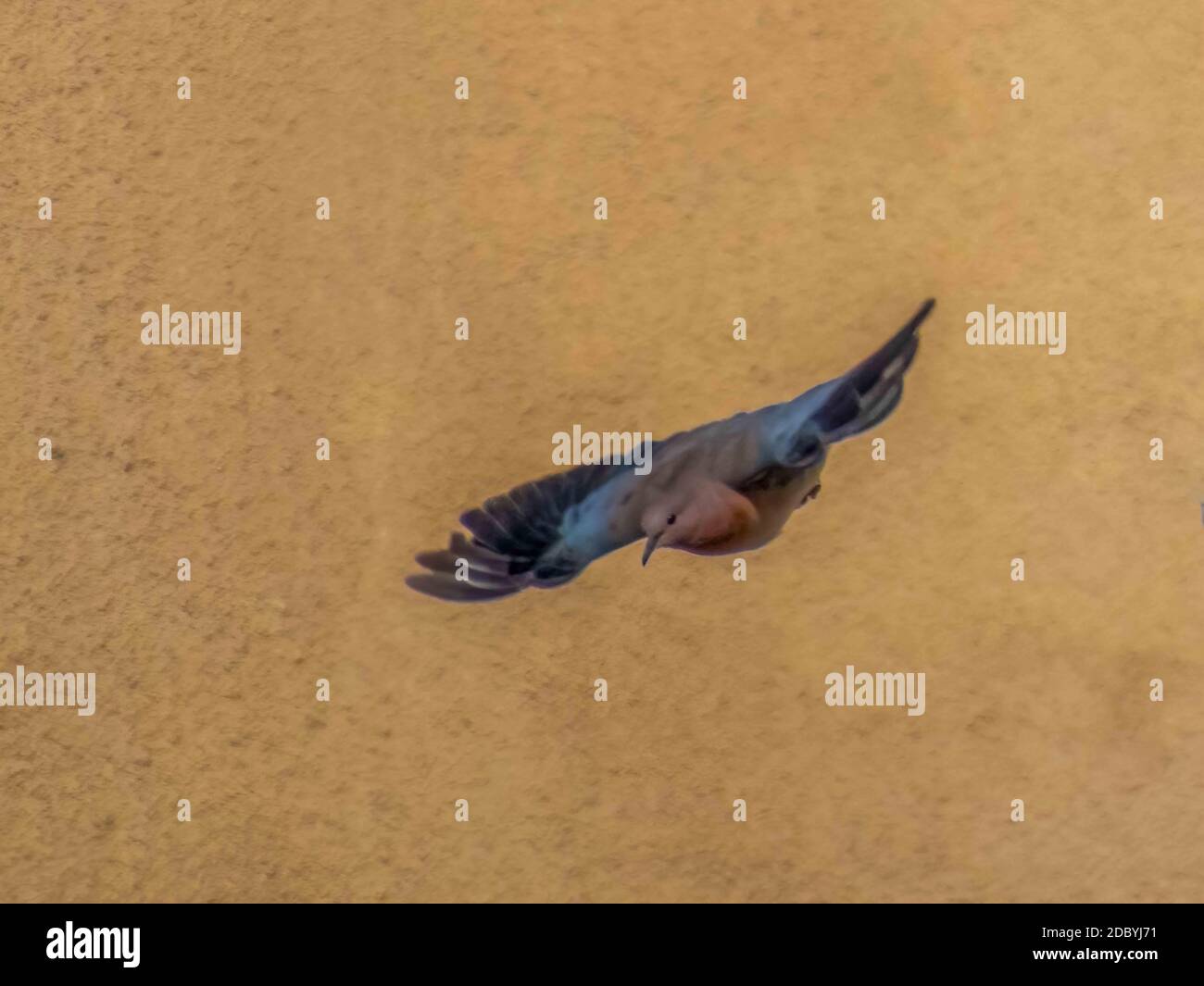 Homing pigeon in flight hi-res stock photography and images - Alamy