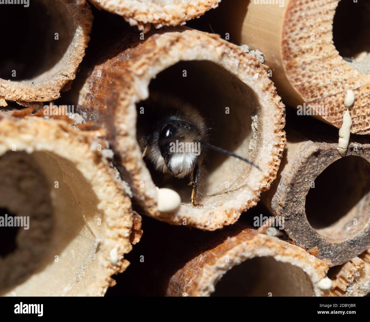 Mason bees at an insect hotel Stock Photo - Alamy