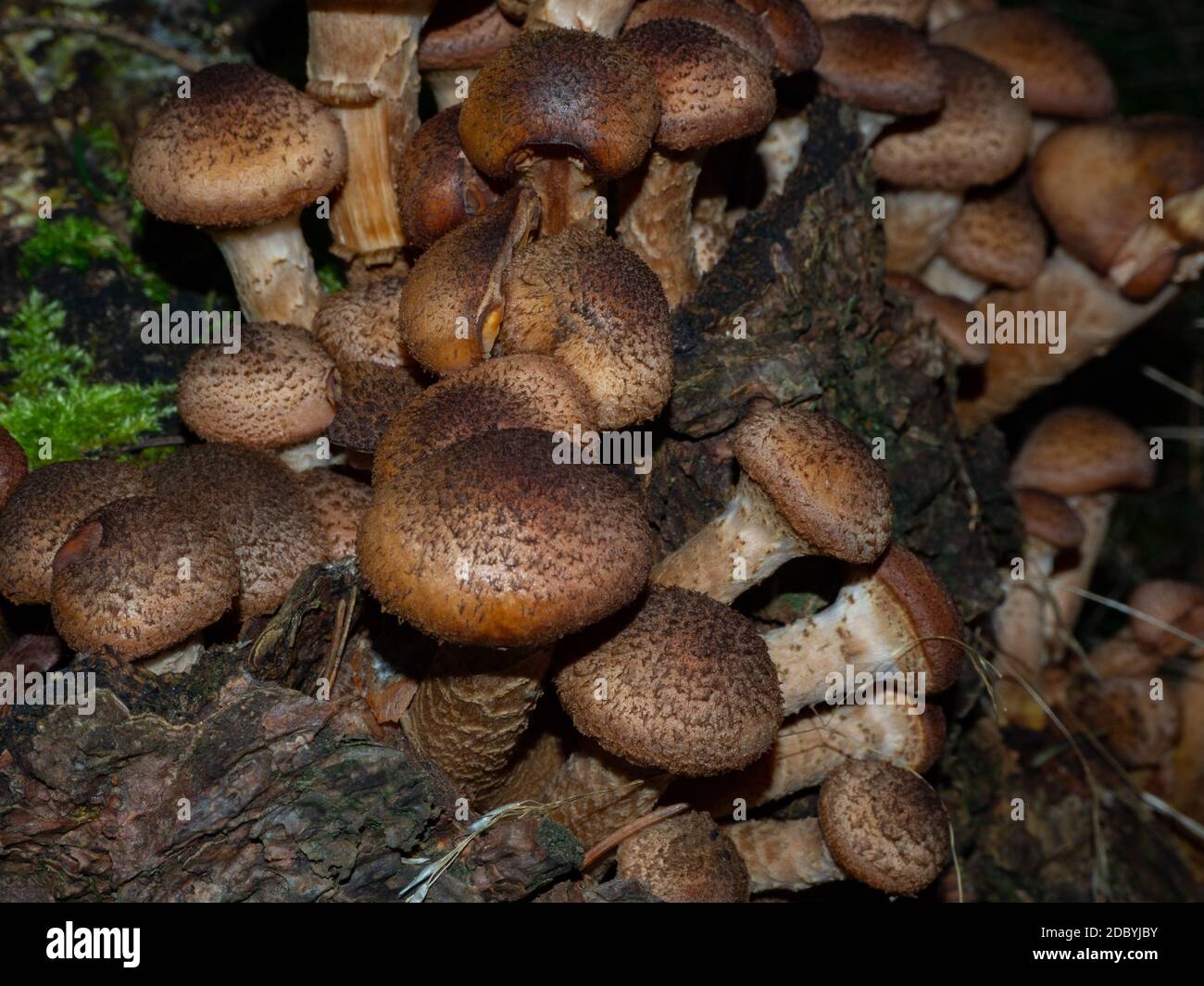 Group of armillaria on forest ground Stock Photo - Alamy