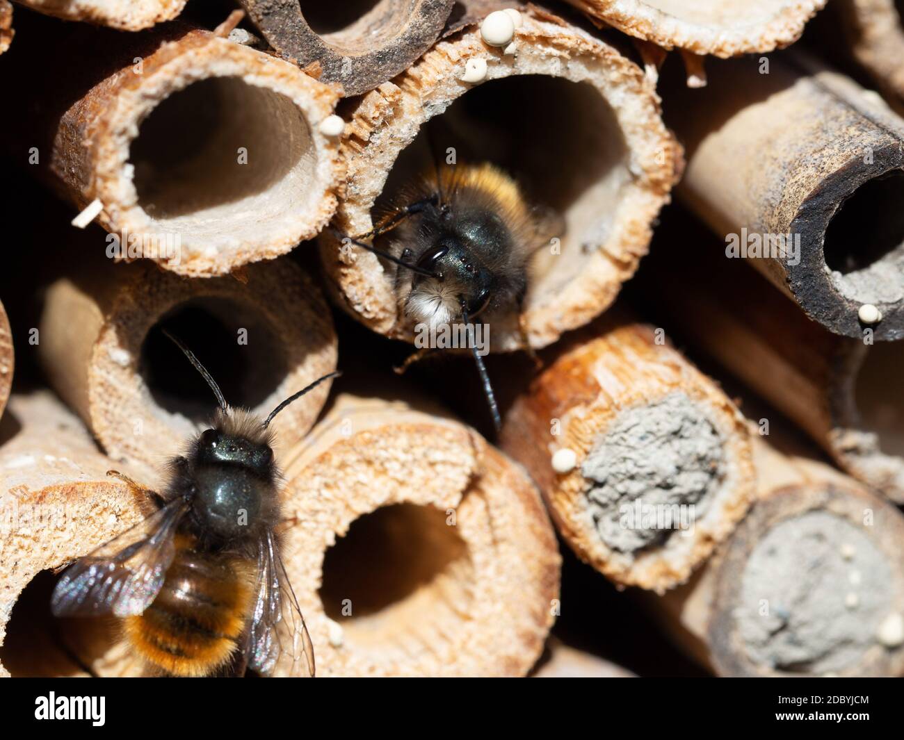 Mason bees at an insect hotel Stock Photo - Alamy