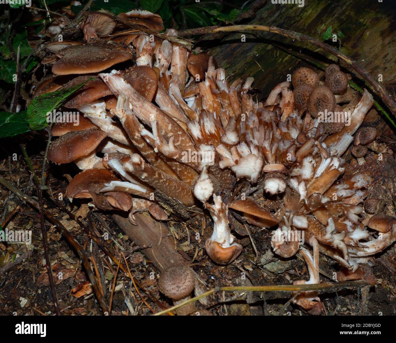 Group of armillaria on forest ground Stock Photo - Alamy