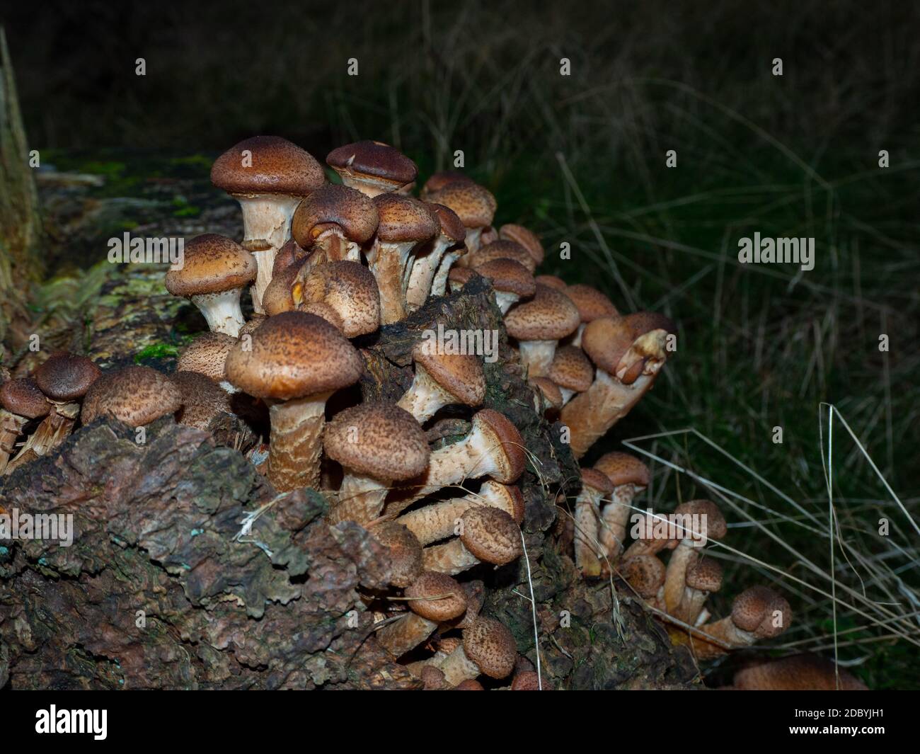 Group of armillaria on forest ground Stock Photo - Alamy