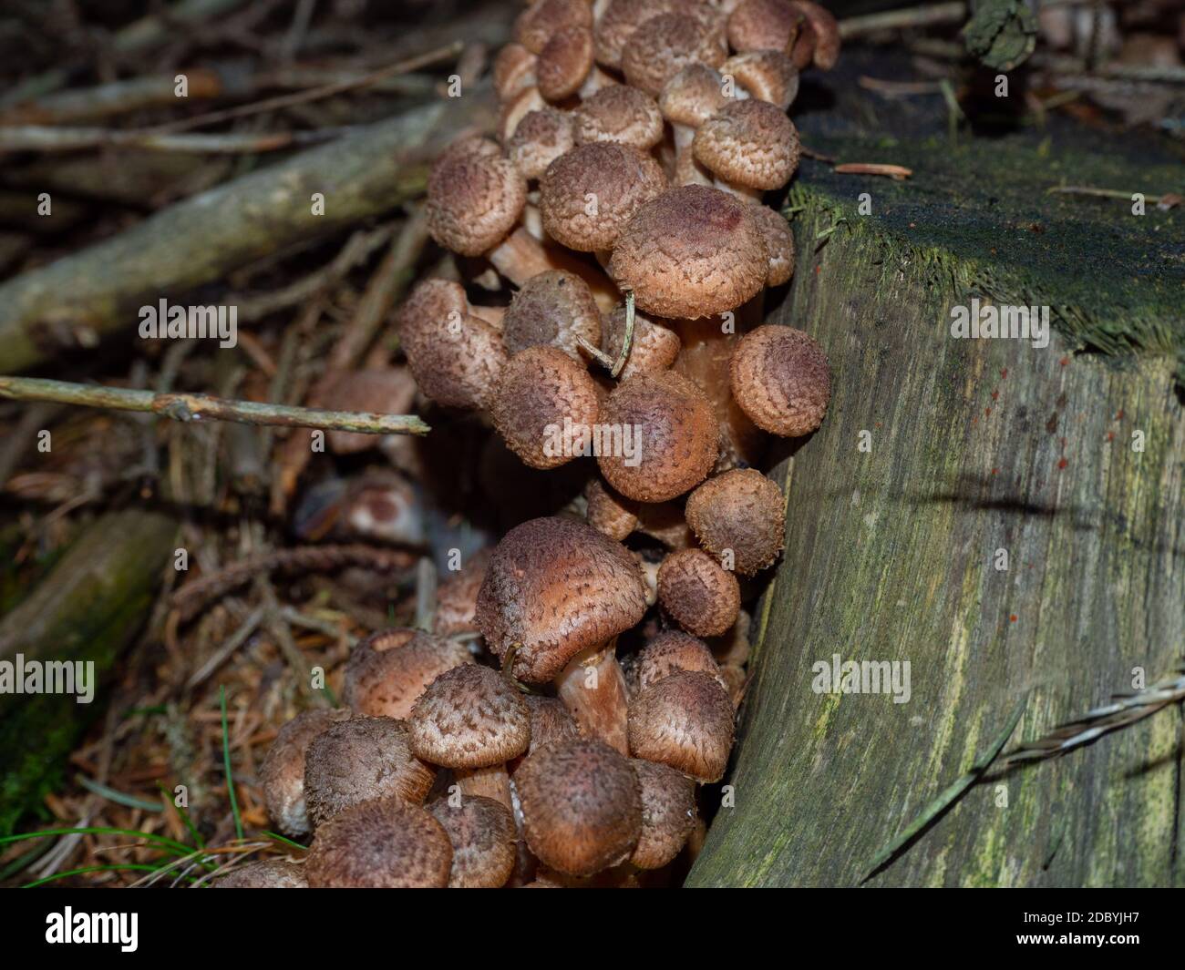 Group of armillaria on forest ground Stock Photo - Alamy