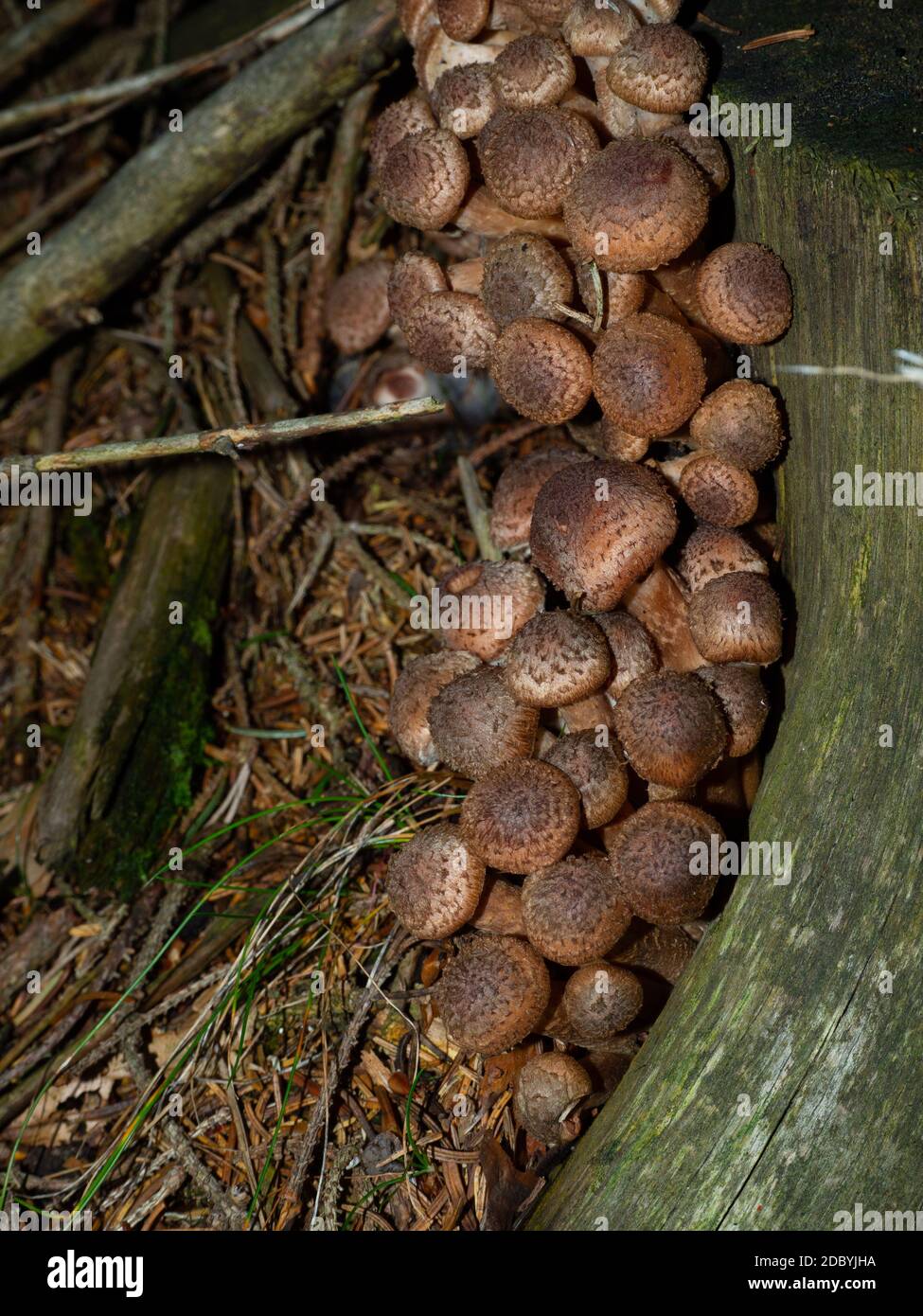 Group of armillaria on forest ground Stock Photo - Alamy