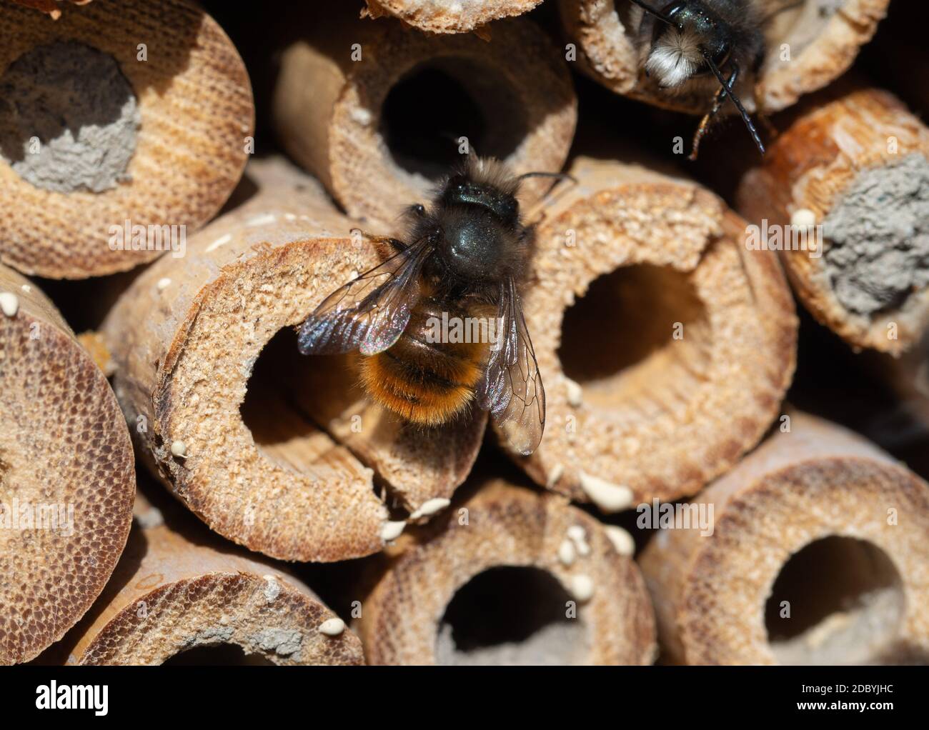 Mason bees at an insect hotel Stock Photo - Alamy