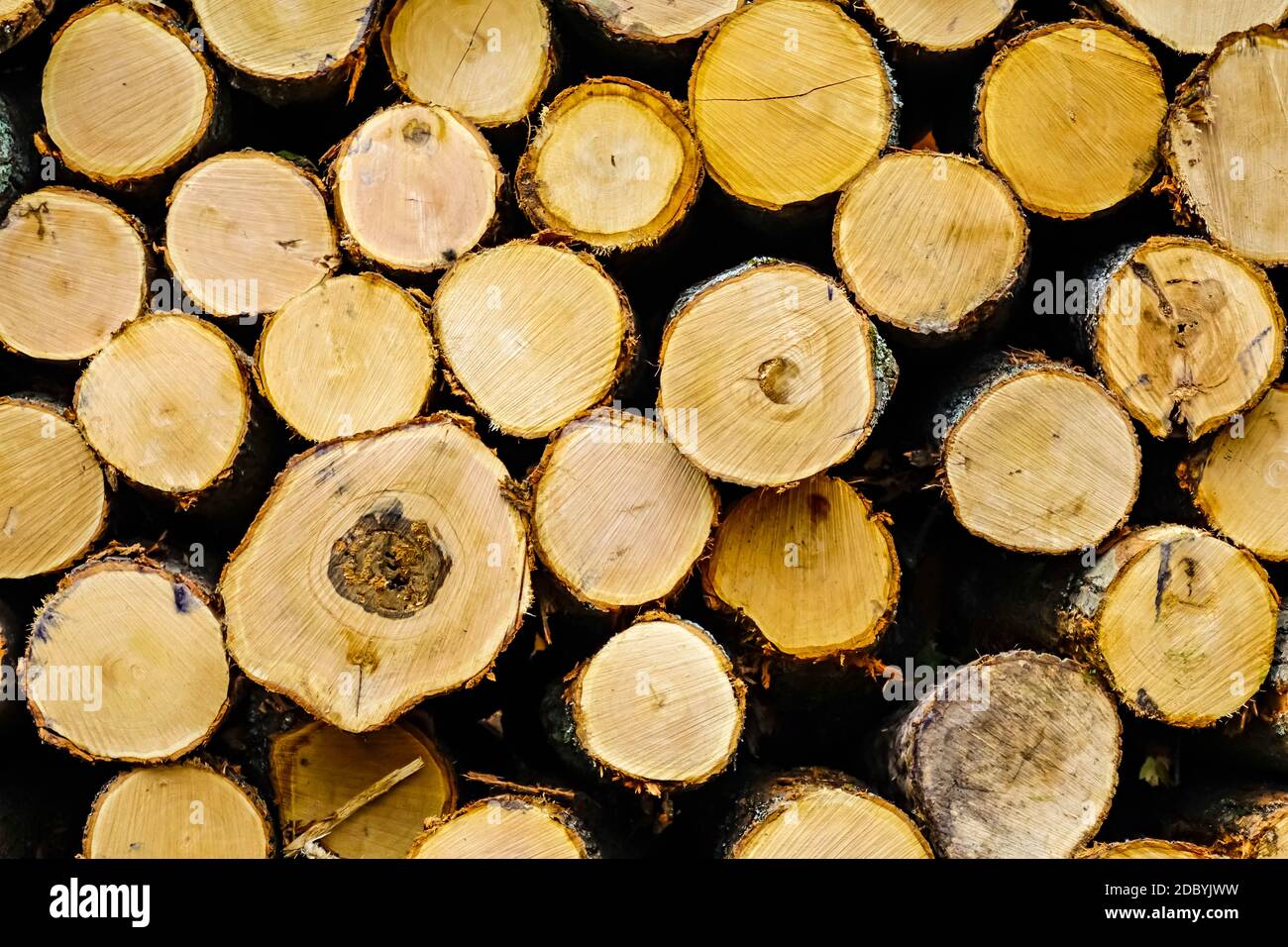 round cut ends of logs piled up in a stack ready for using as firewood ...