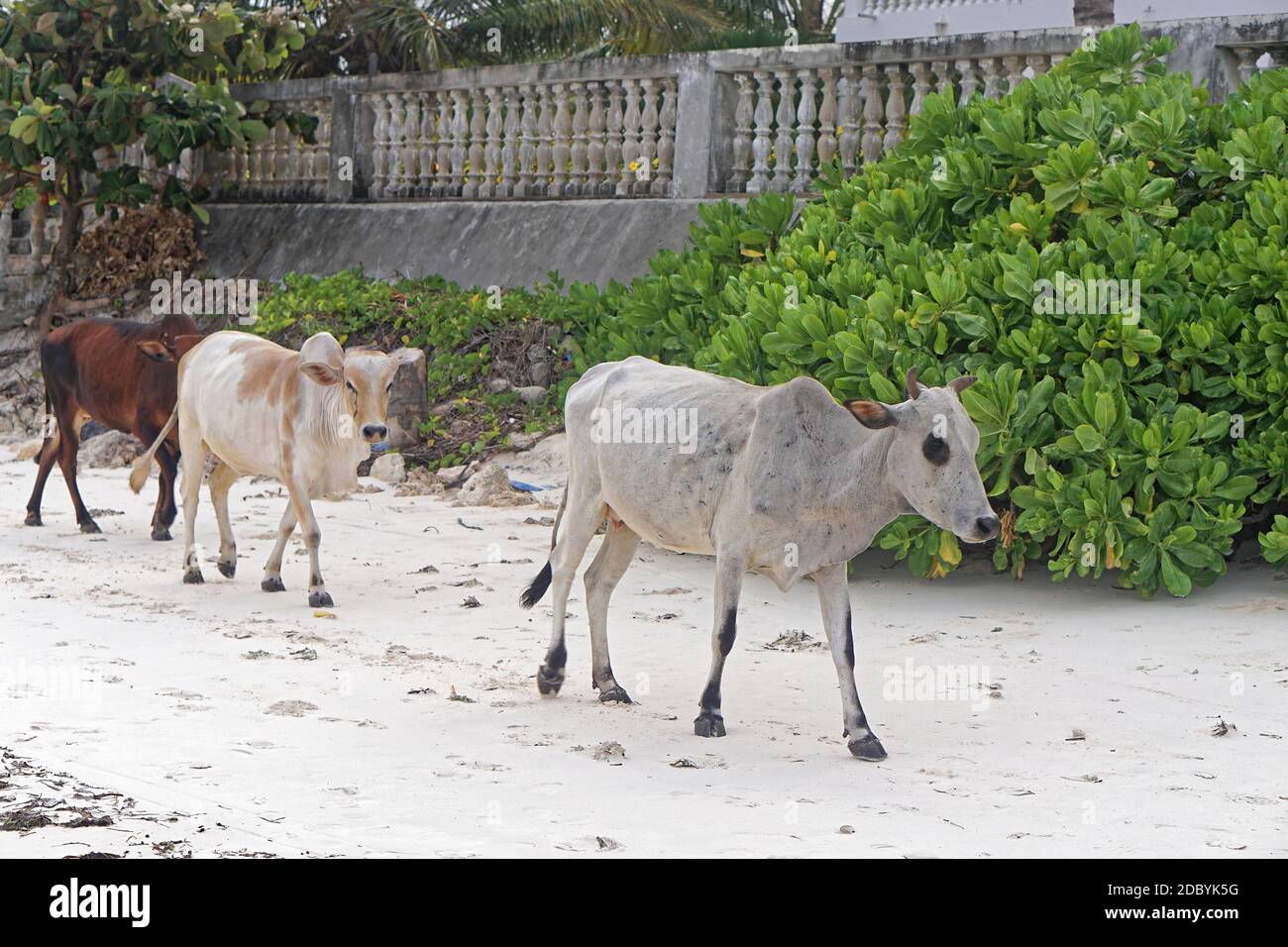 Cows walking at beach in Zanzibar Stock Photo - Alamy
