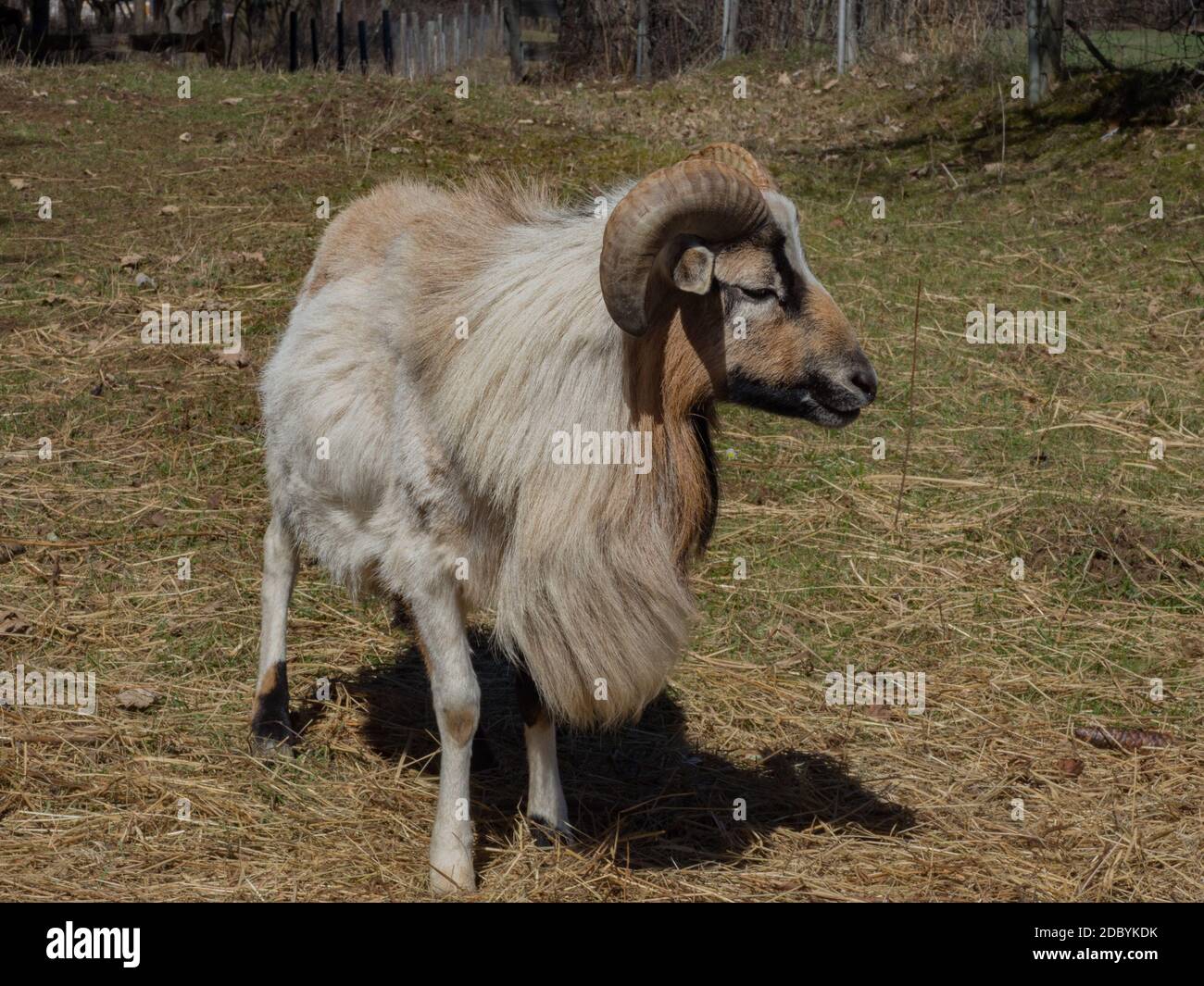 Big billy goat hi-res stock photography and images - Alamy