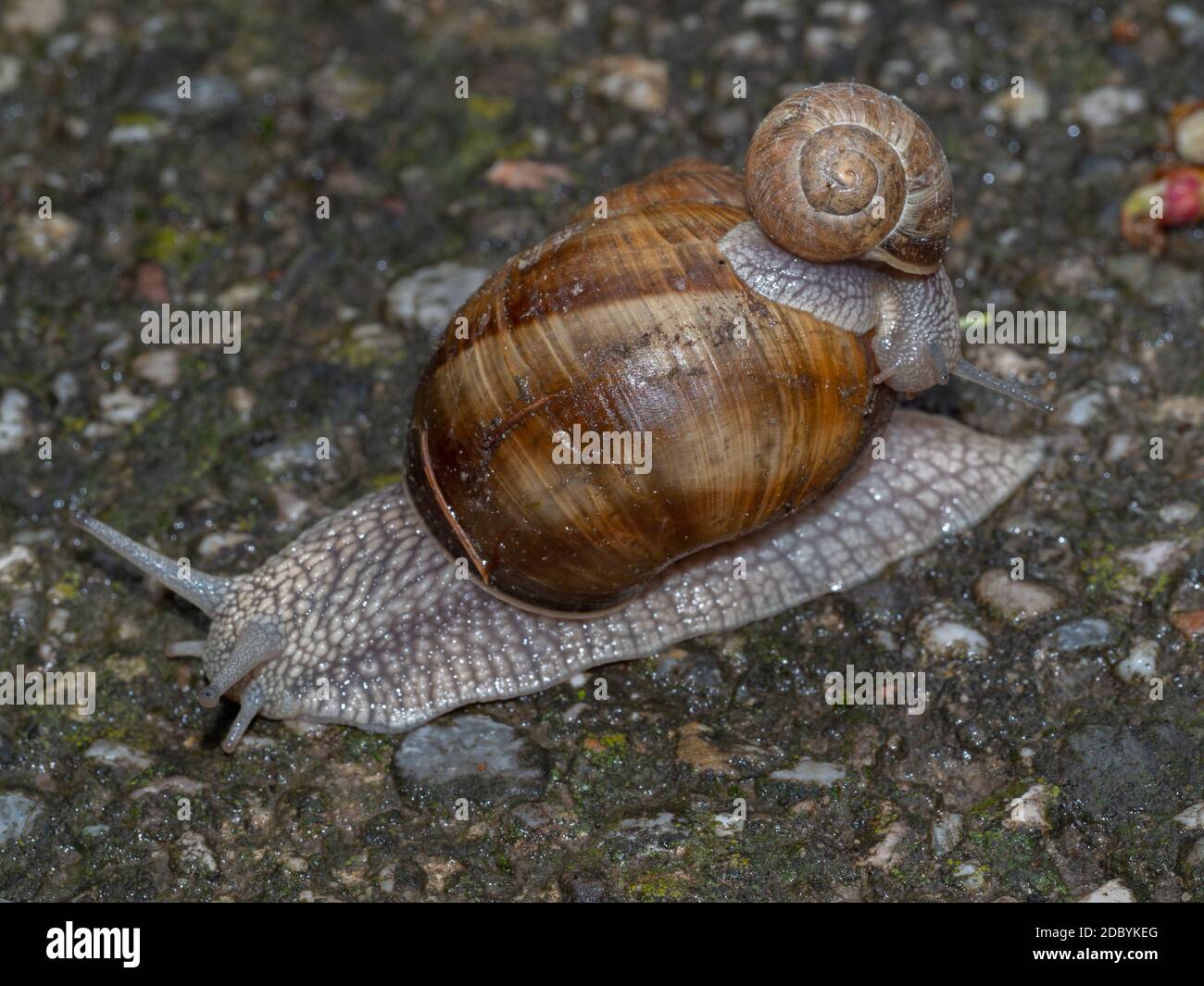 Adult and yong edible snail piggyback Stock Photo - Alamy