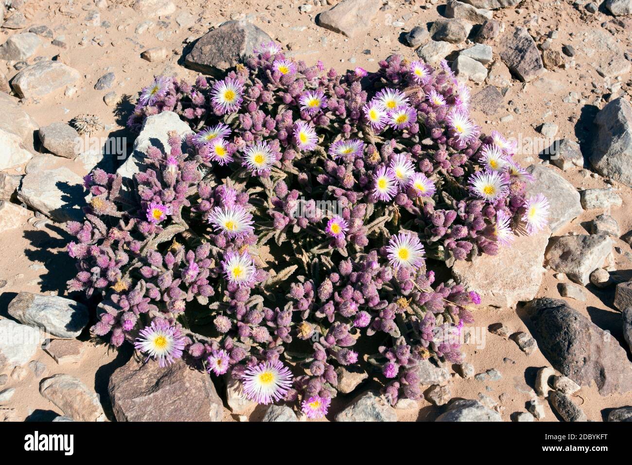 Namib Desert In Bloom High Resolution Stock Photography and Images - Alamy