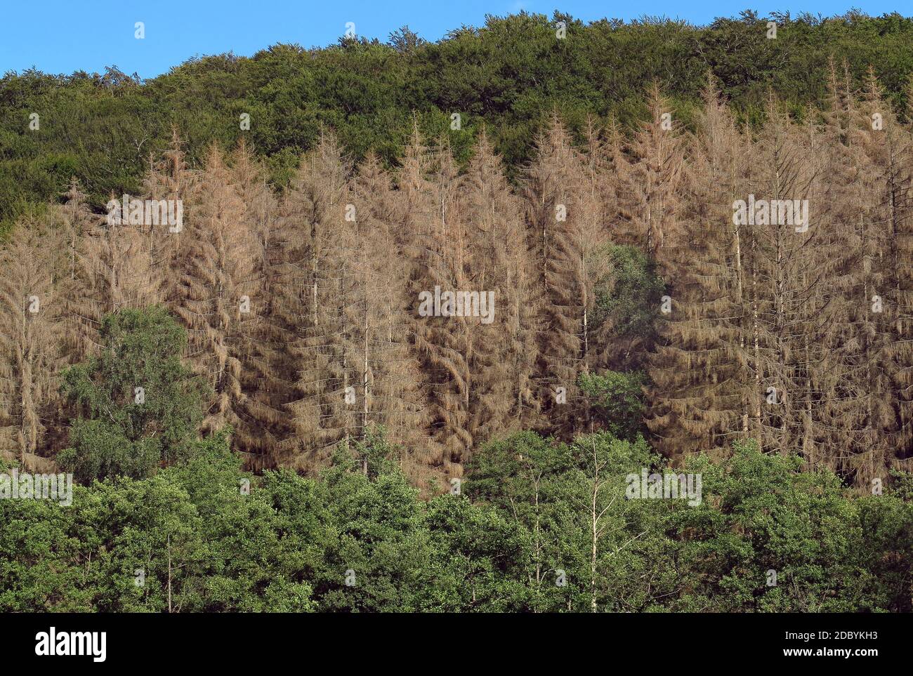 Forest dieback, forest decline, dead spruces after bark beetle ...