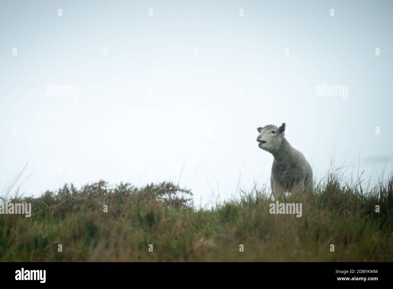 A baby lamb standing on the top of the hill and calling for mummy Stock ...