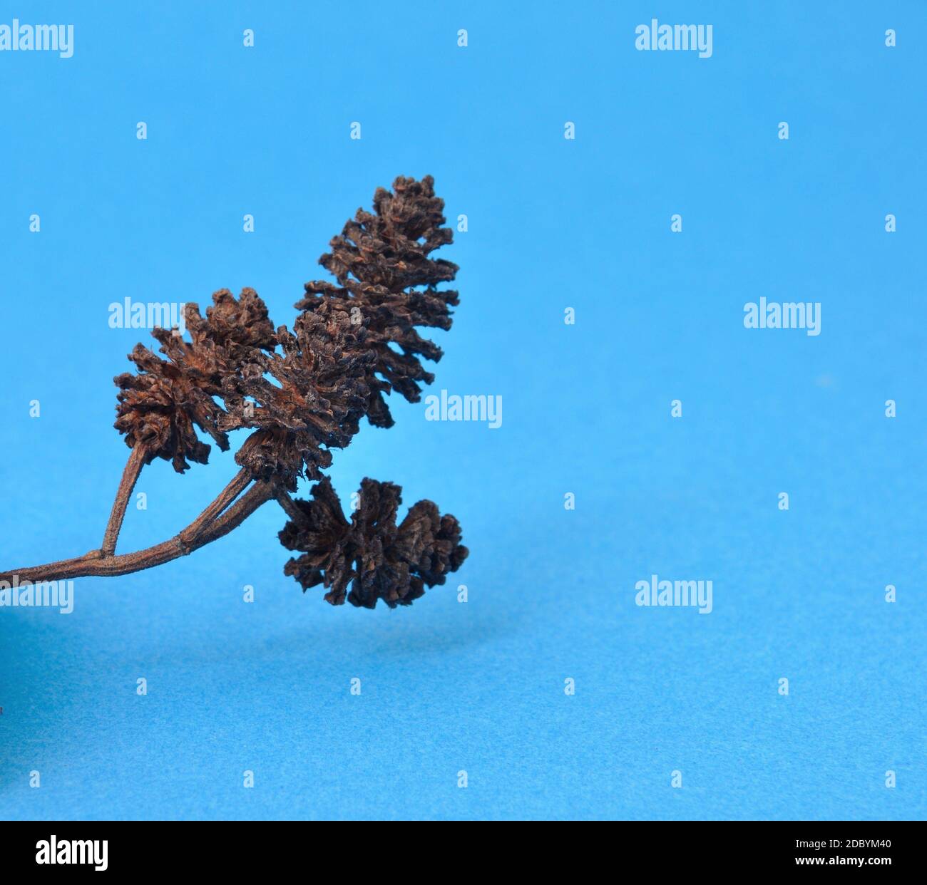 Alder Cones High Resolution Stock Photography and Images - Alamy