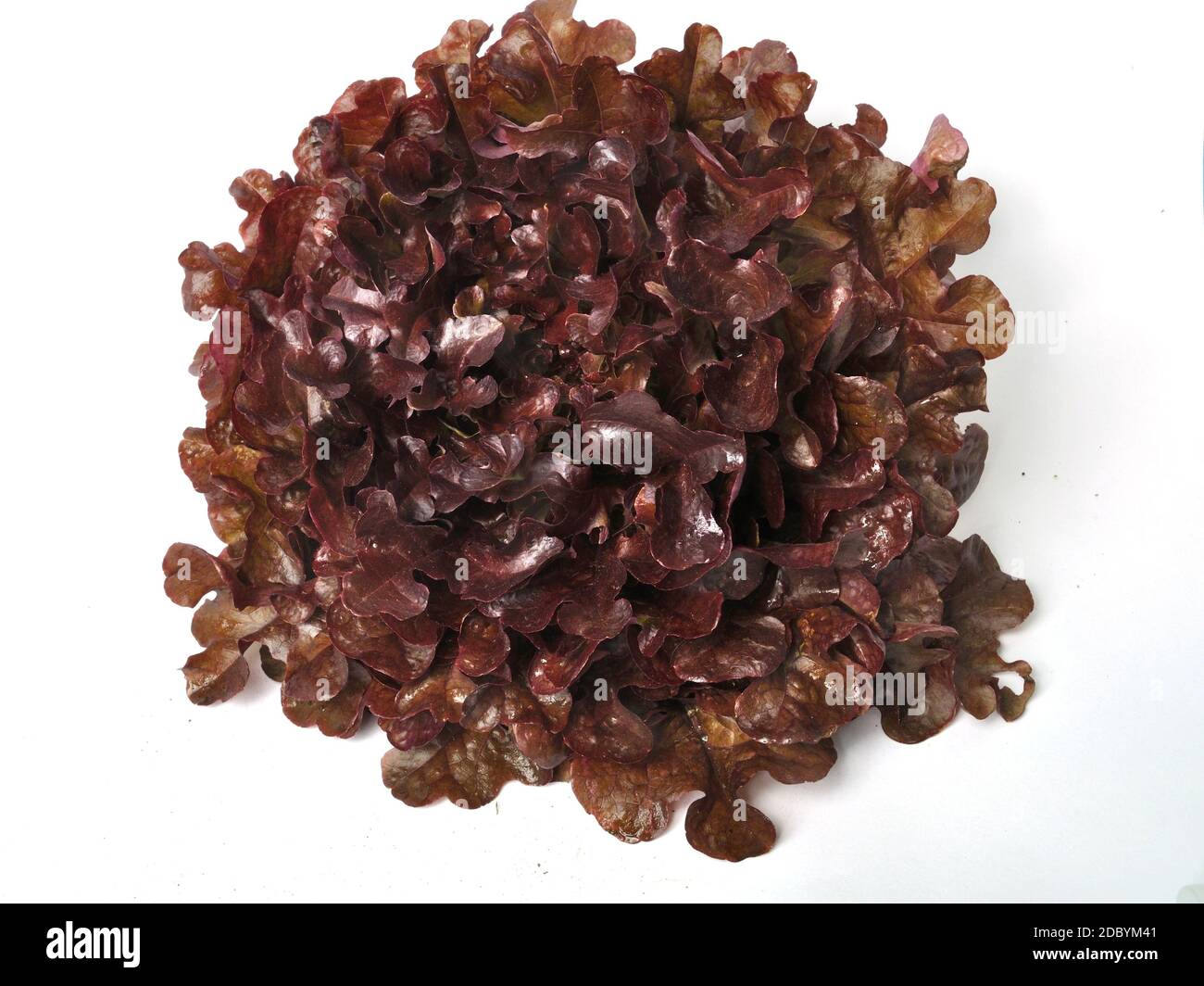 Red oak leaf salad on white background Stock Photo - Alamy