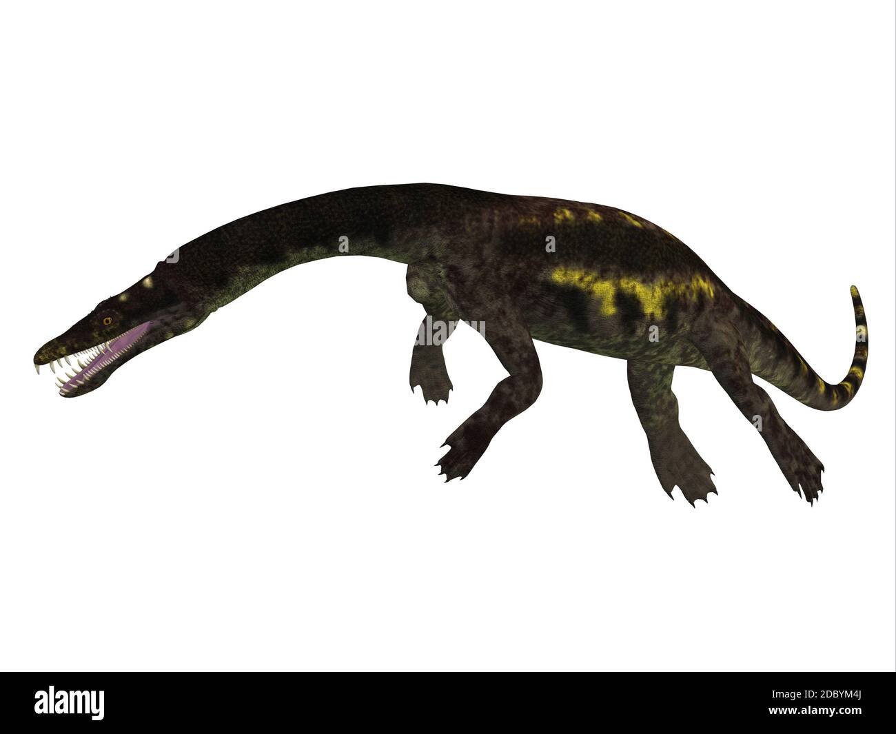 Nothosaurus was a semi-aquatic carnivorous reptile that lived in the ...