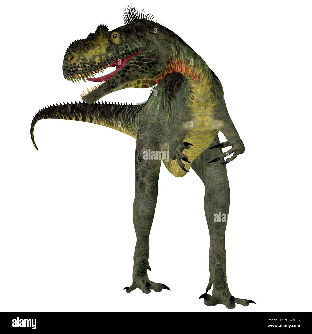 Megalosaurus was a large carnivorous theropod dinosaur that lived in the Jurassic Period of ...