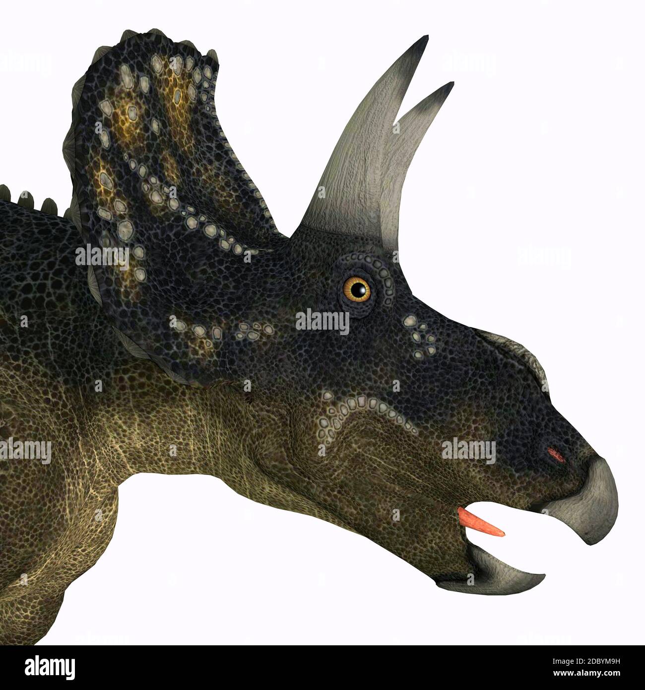 Nedoceratops is a herbivorous ceratopsian dinosaur that lived in the ...