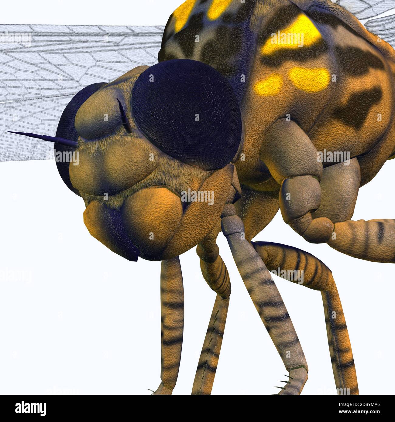 Meganeura was an insect dragonfly that lived in the Carboniferous ...