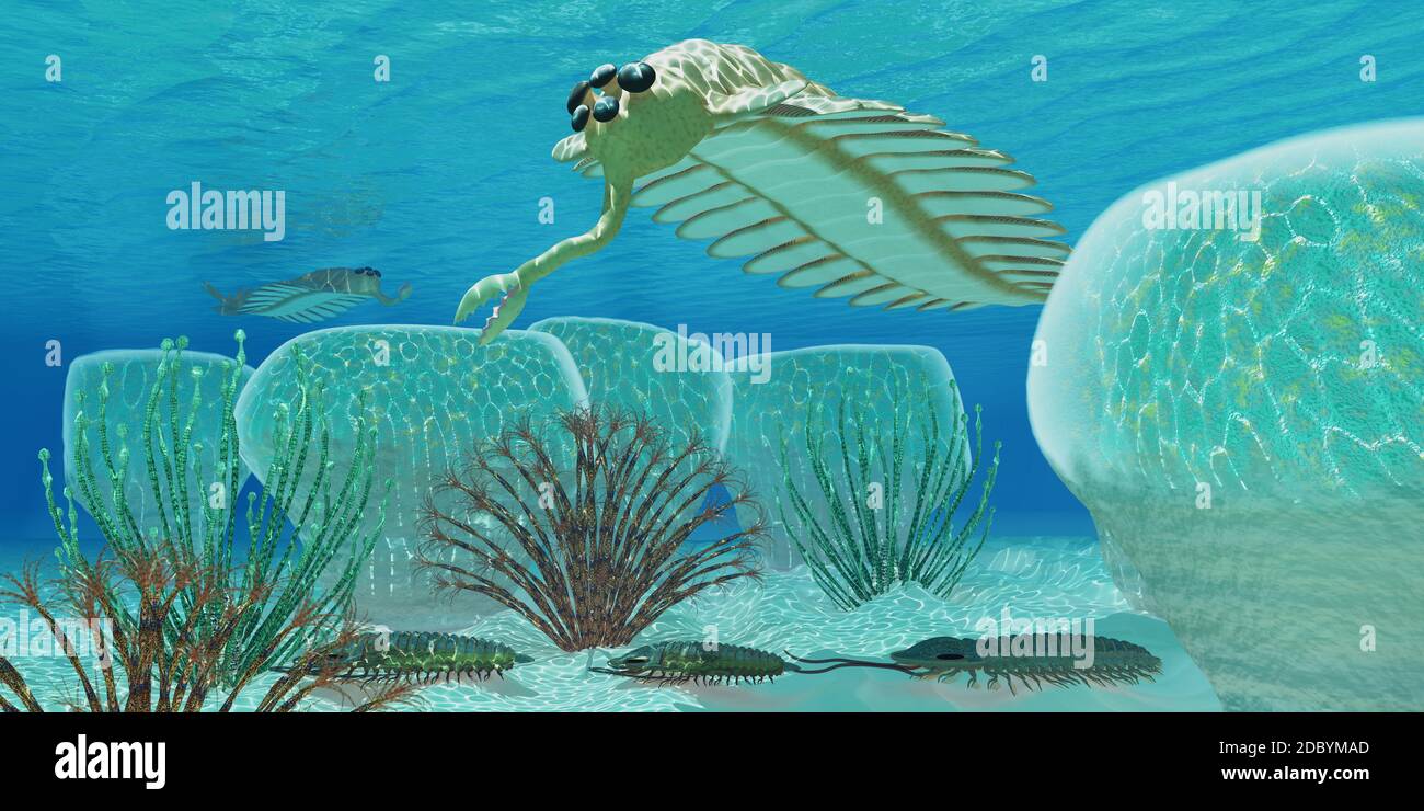 Trilobites hi-res stock photography and images - Alamy