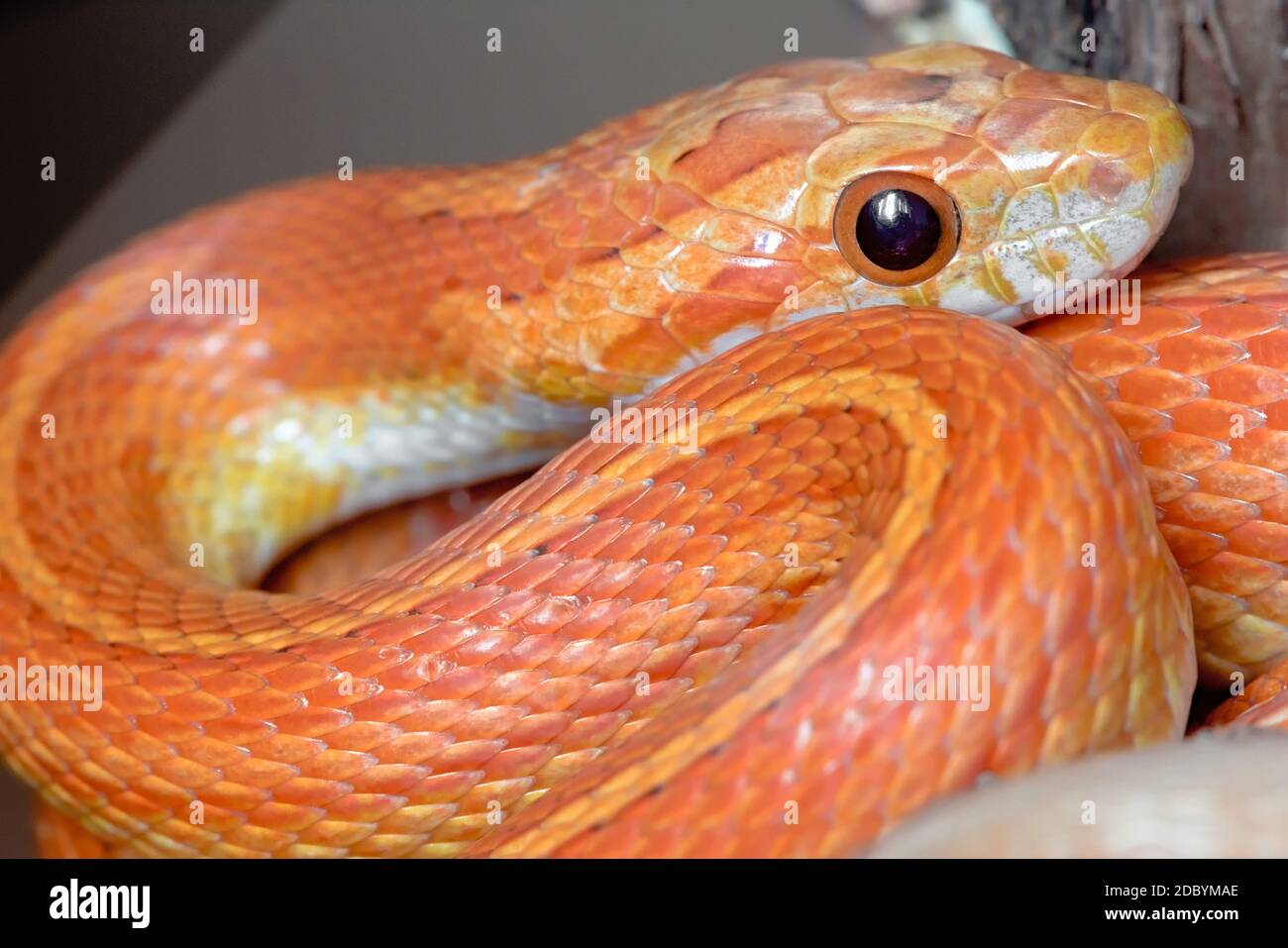 Yellow Corn Snake