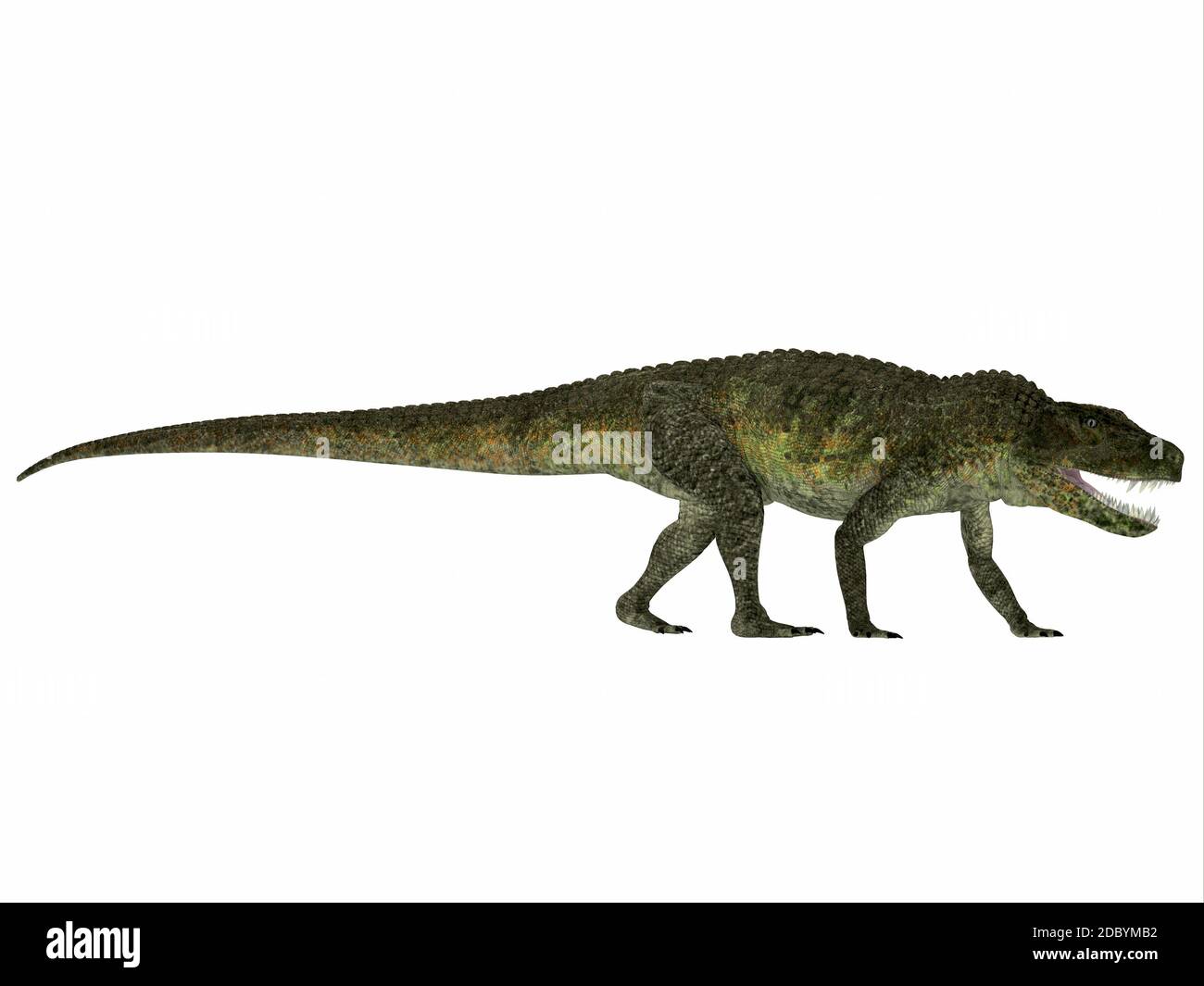 Postosuchus was a aquatic predatory reptile that lived in North America ...