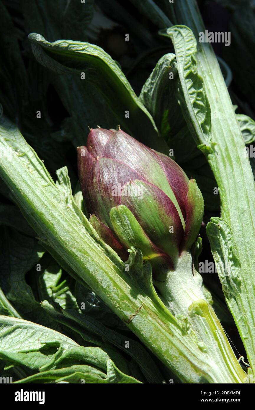 Typical Venetian artichokes called Castraure at market in Venice, Italy ...