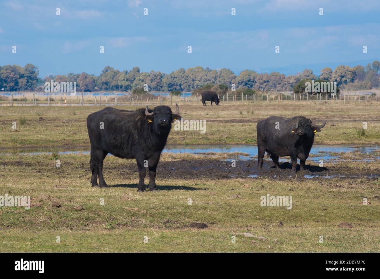 wild breeding of buffalo cows for the production of meat and milk used ...
