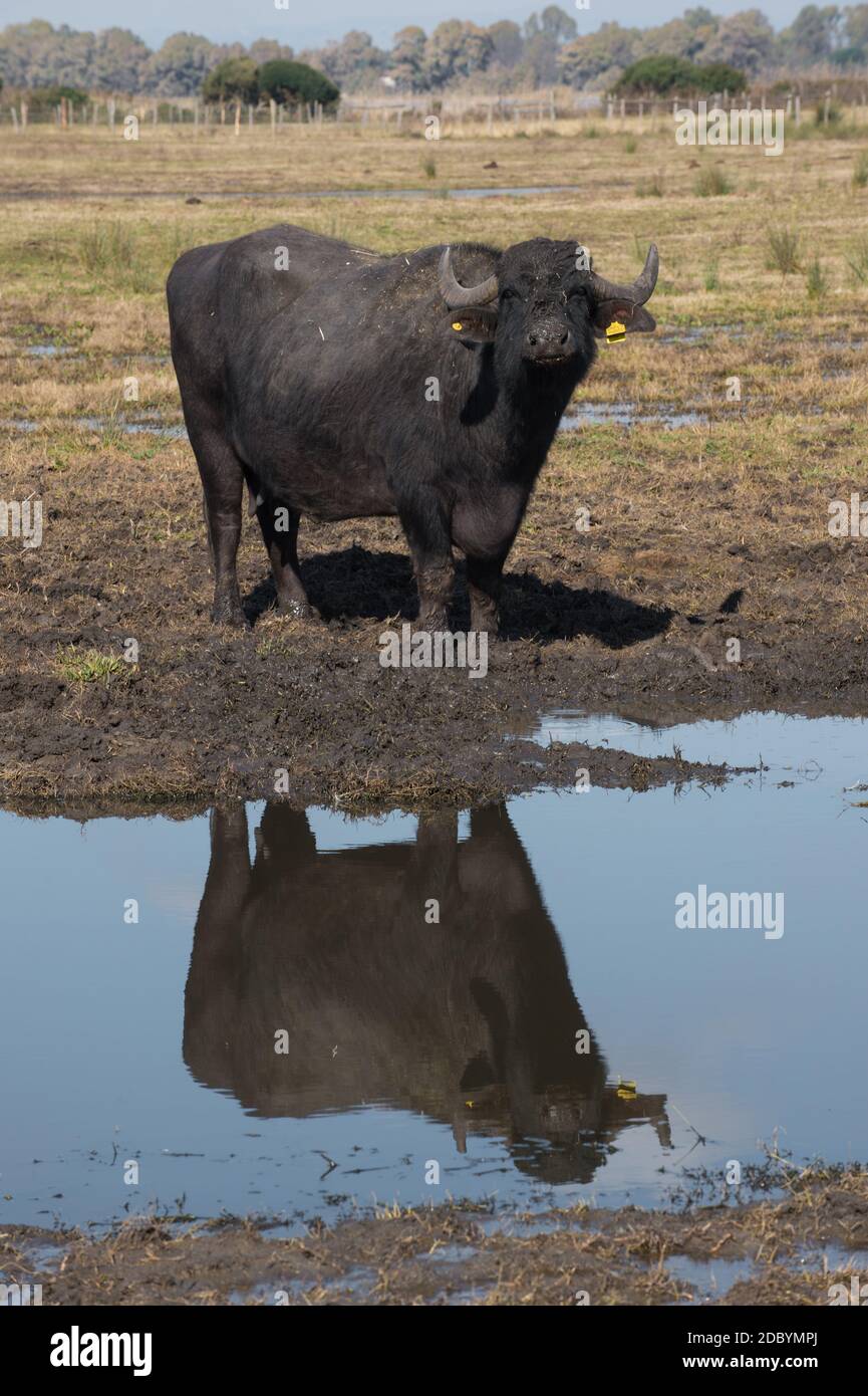 wild breeding of buffalo cows for the production of meat and milk used ...