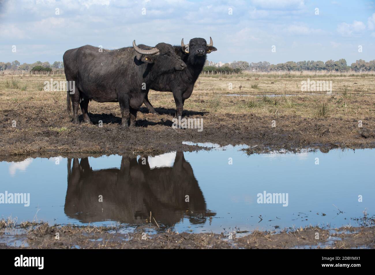 wild breeding of buffalo cows for the production of meat and milk used ...