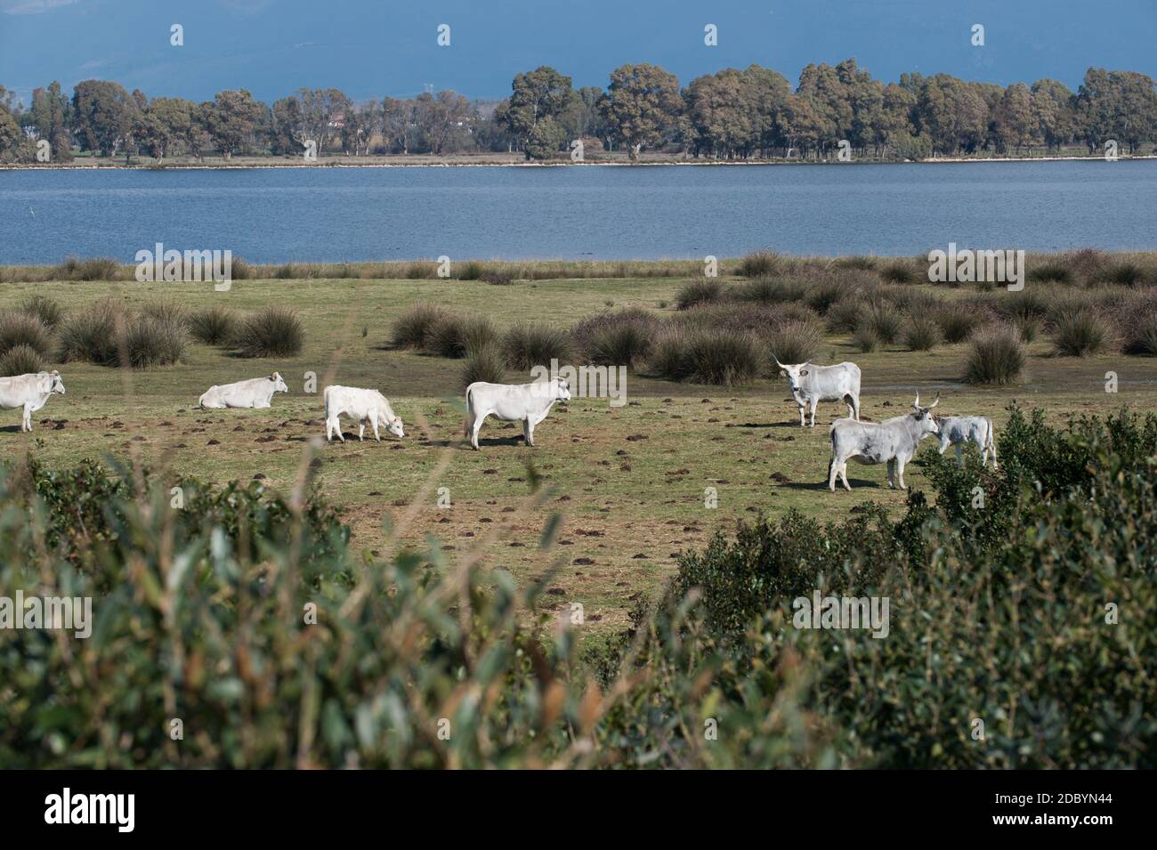 Marche dop hi-res stock photography and images - Alamy