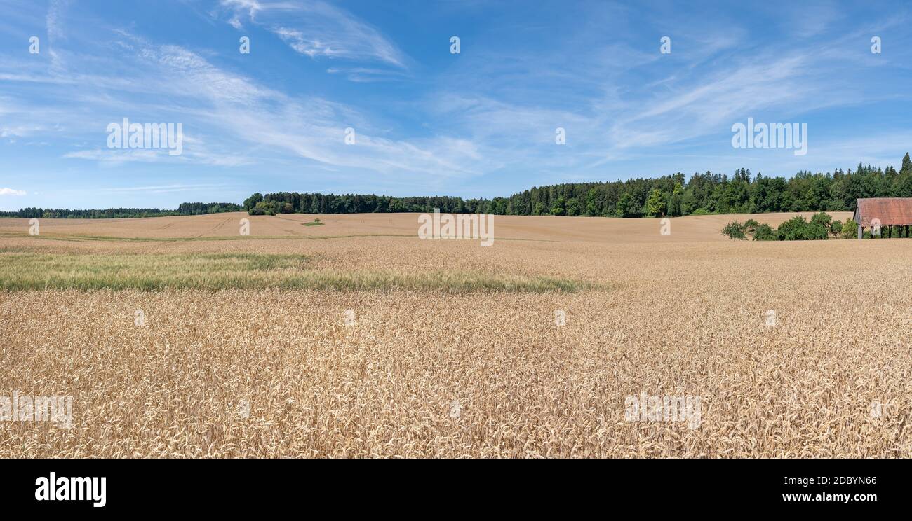 Grain field field and barn summer grain hi-res stock photography and ...