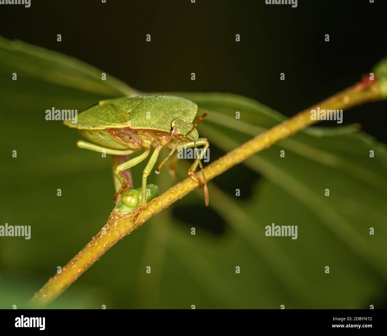 Bugs background hi-res stock photography and images - Alamy