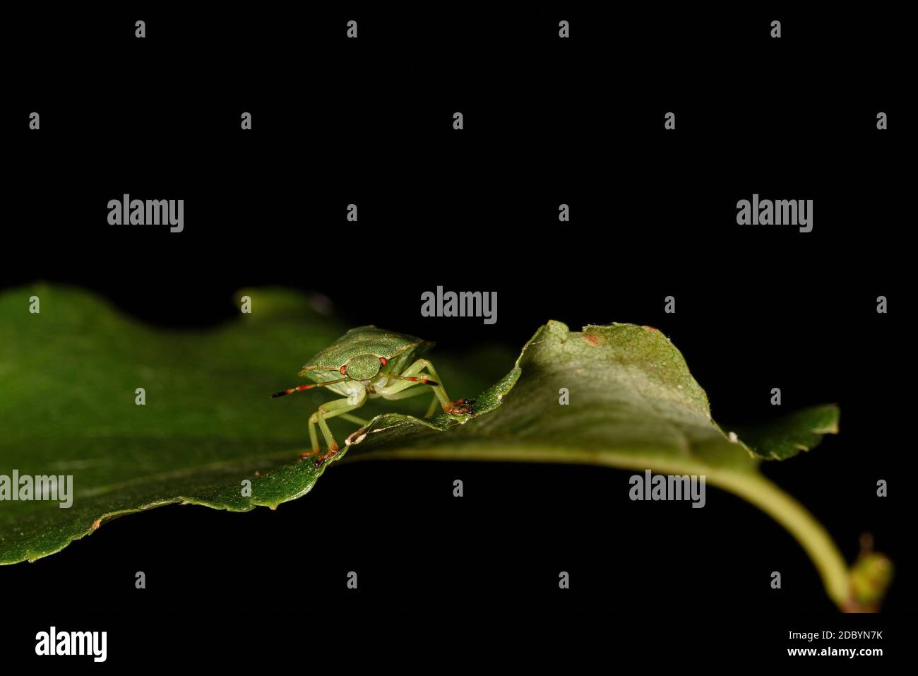 Bugs background hi-res stock photography and images - Alamy