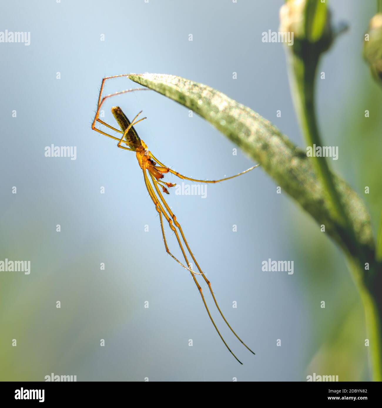 spider on a green leaf close up in the natural environment Stock Photo ...