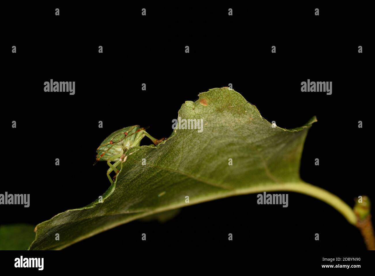 Bugs background hi-res stock photography and images - Alamy