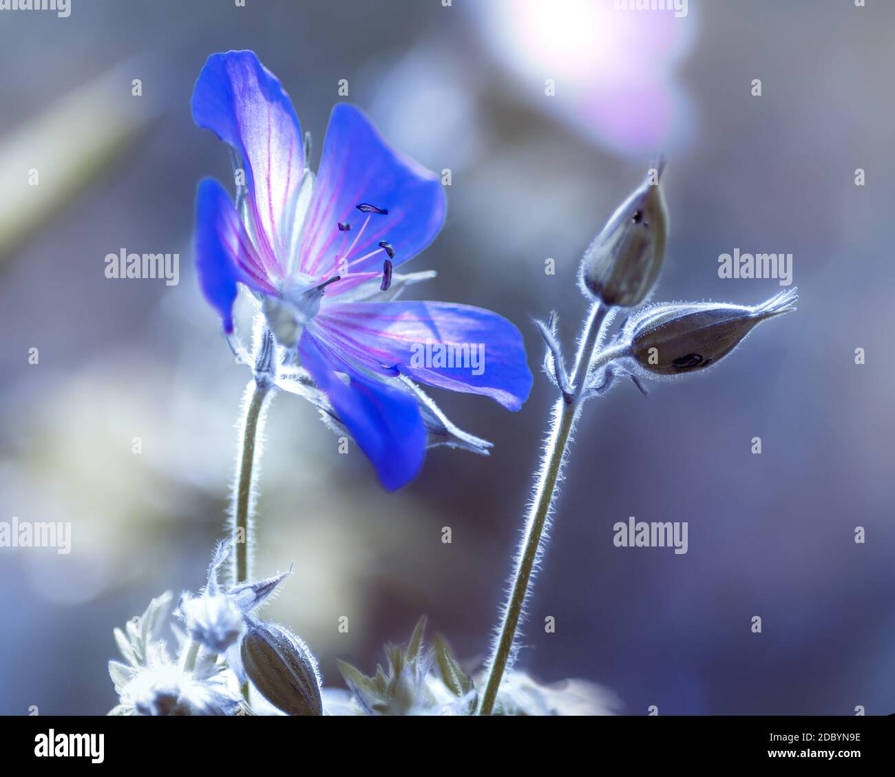 field flower close-up in sunlight in a natural environment against a ...
