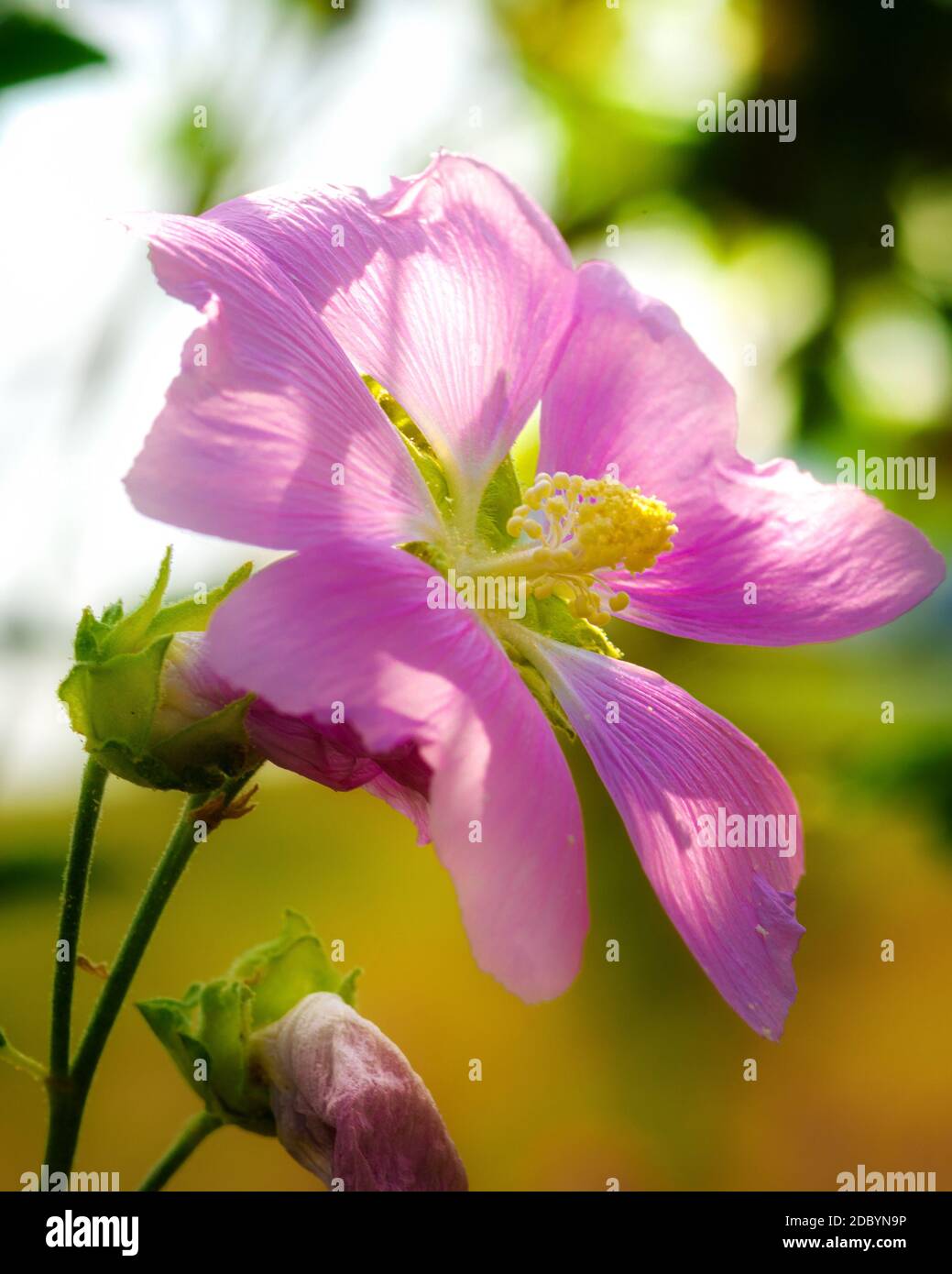 field flower close-up in sunlight in a natural environment against a ...