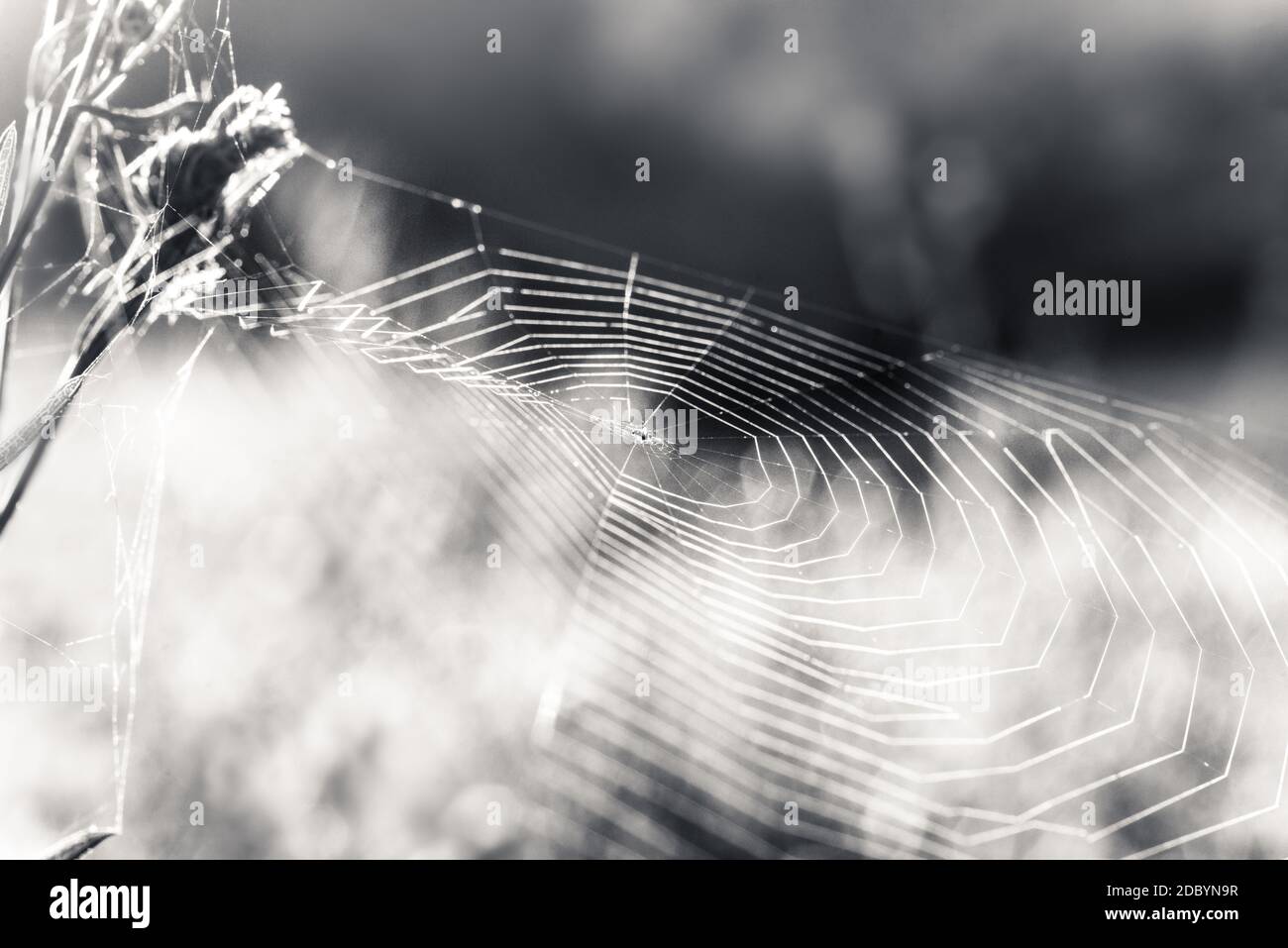 Cobwebs on branches close hi-res stock photography and images - Alamy