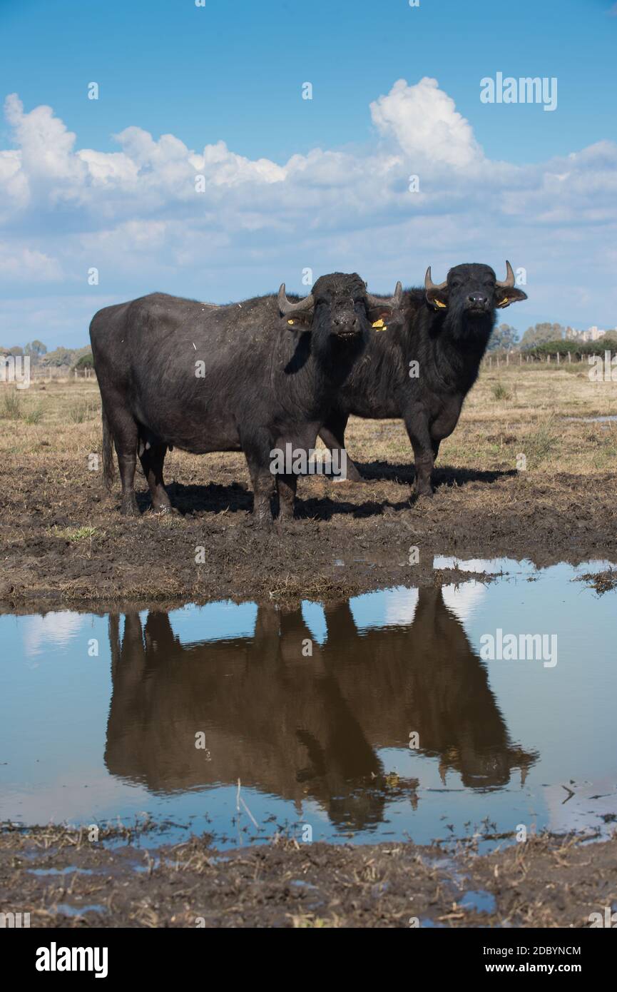 wild breeding of buffalo cows for the production of meat and milk used ...