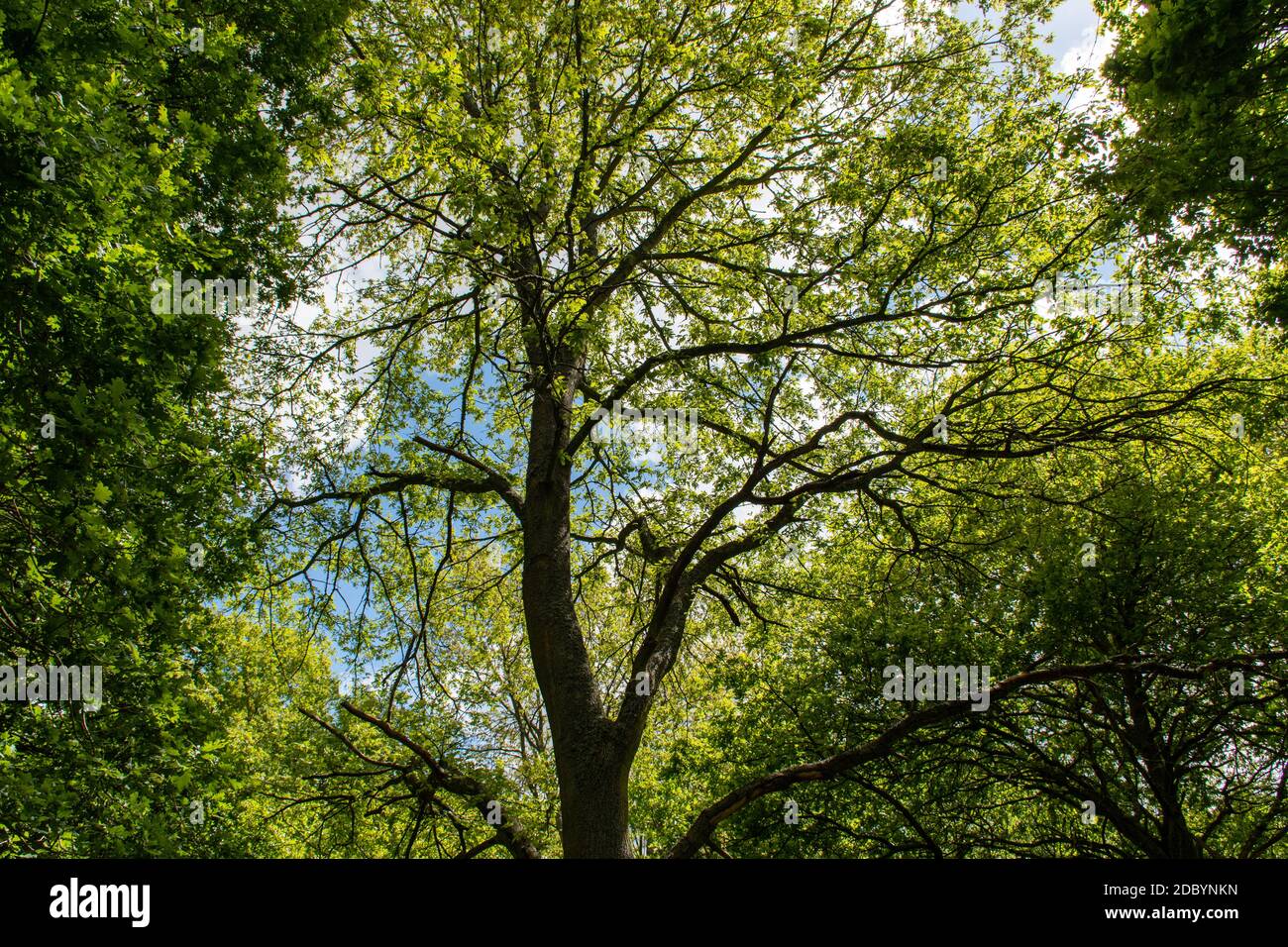 Canopy lit hi-res stock photography and images - Alamy