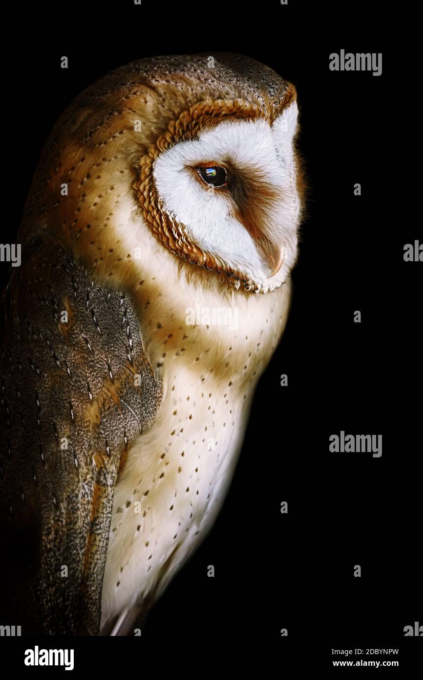 Common barn owl (Tyto alba), the most widely distributed species of owl ...