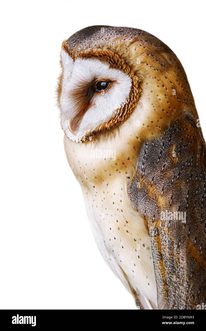 Common barn owl (Tyto alba), the most widely distributed species of owl ...