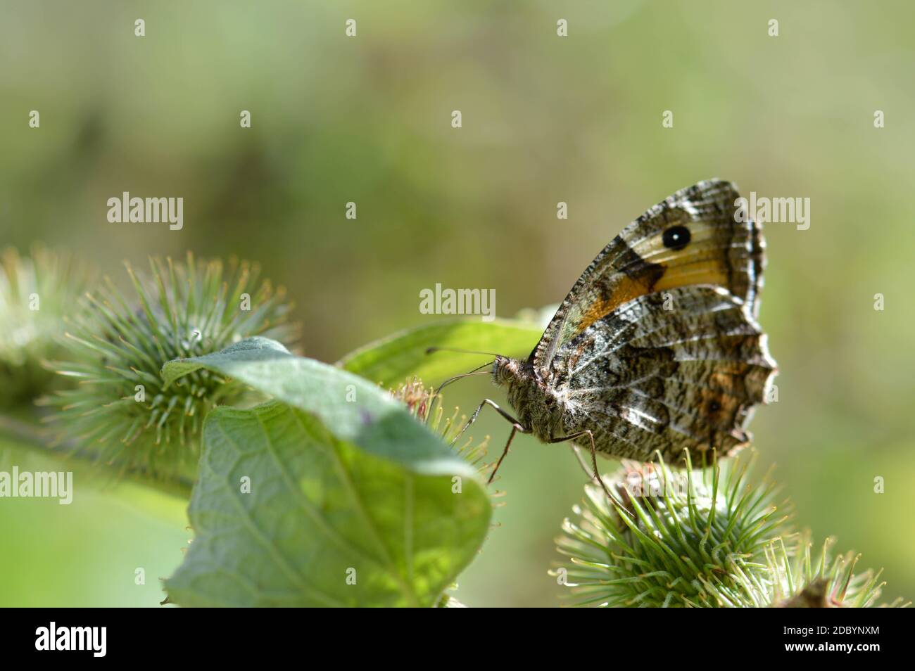 Rock Grayling Hipparchia Semele High Resolution Stock Photography and ...