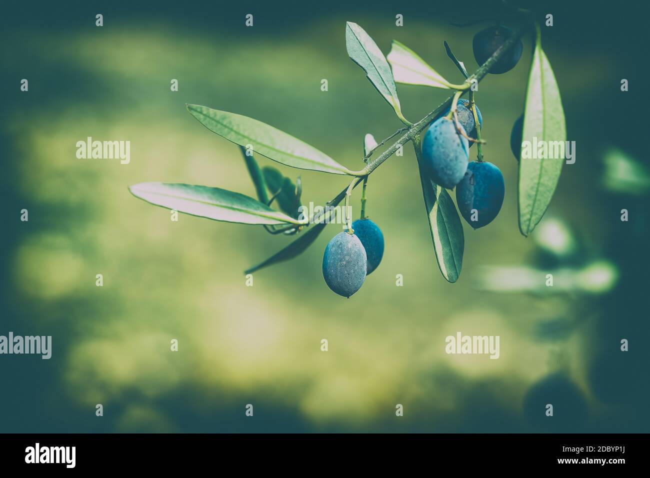 Closeup Photo of an Olive Tree Branch on Blurry Green Background ...
