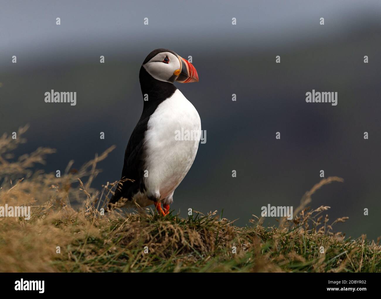 The Atlantic puffin, also known as the common puffin Stock Photo - Alamy