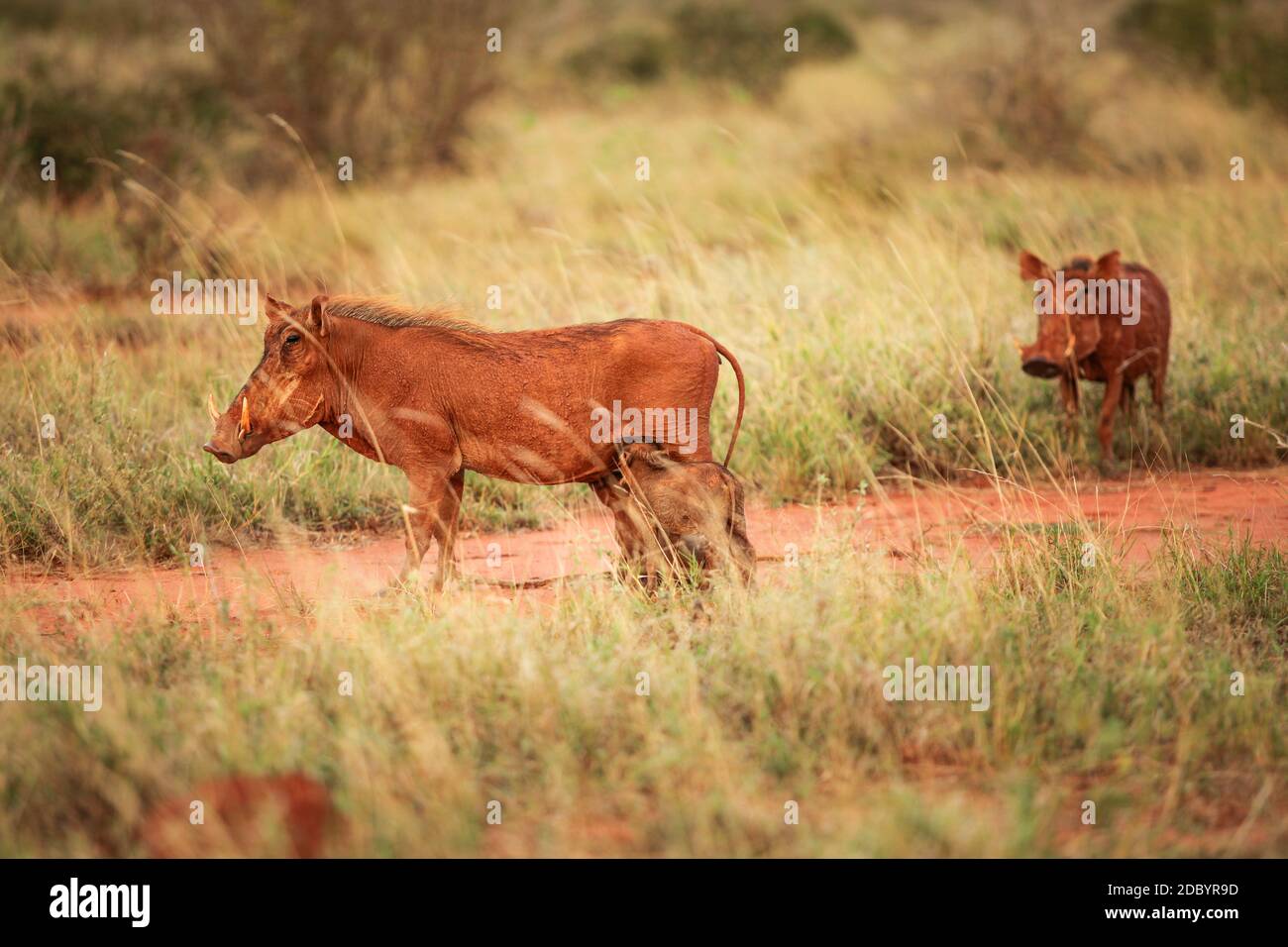 Desert warthog (Phacochoerus aethiopicus) red from mud and little cubs ...