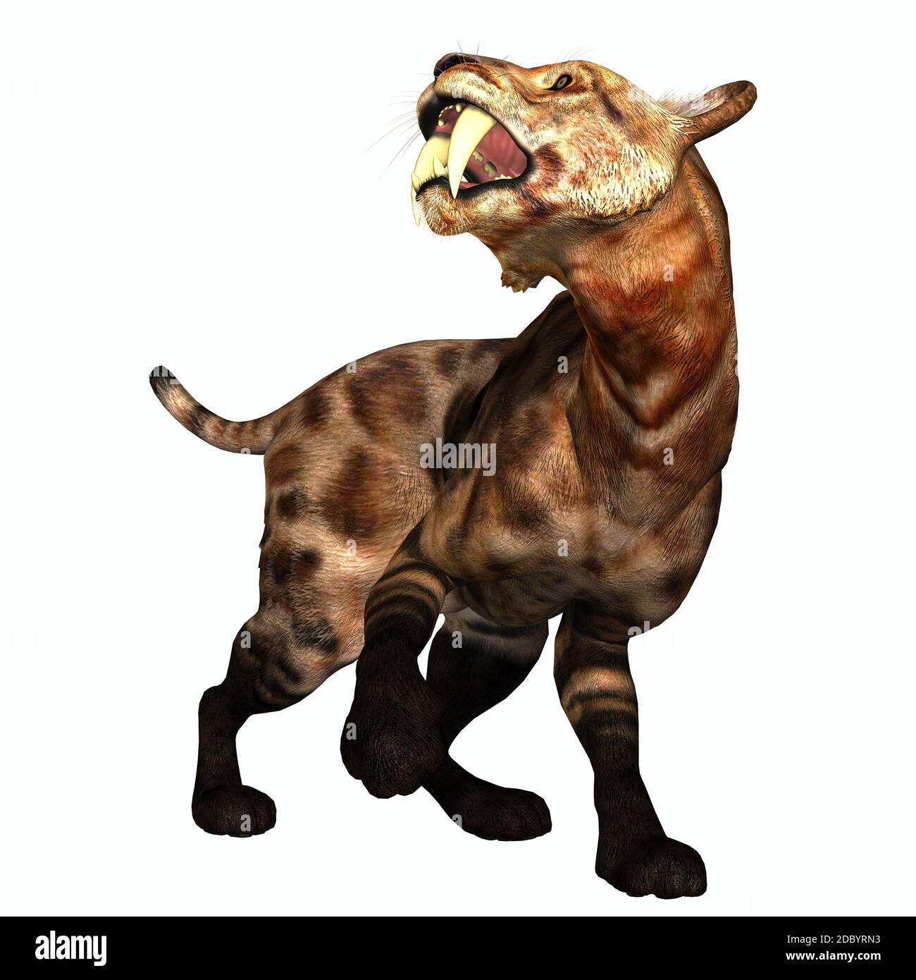 The Saber-tooth Cat also called Smilodon was a large predator that ...