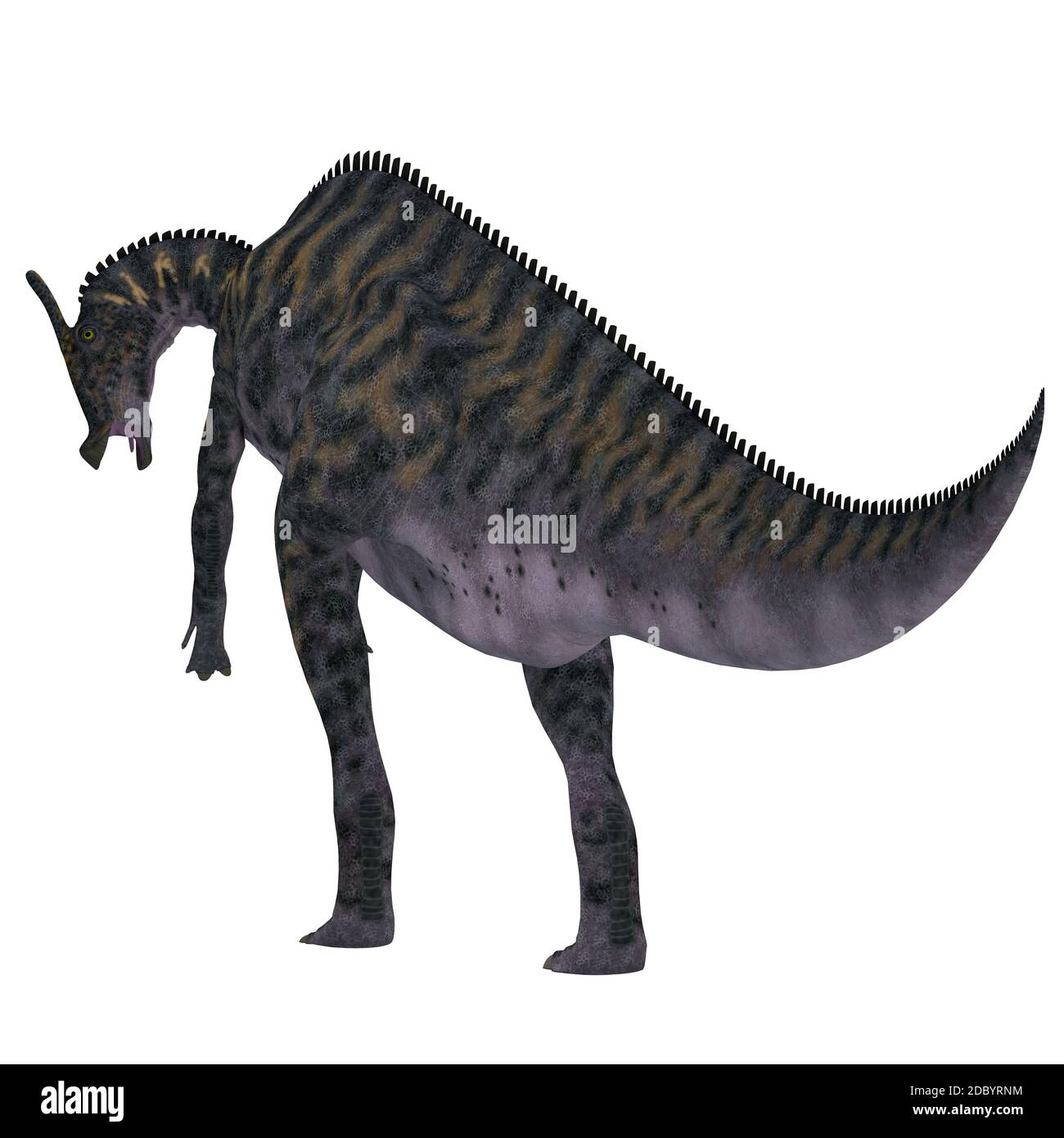 Saurolophus was a Hadrosaur herbivorous dinosaur that lived in Mongolia ...