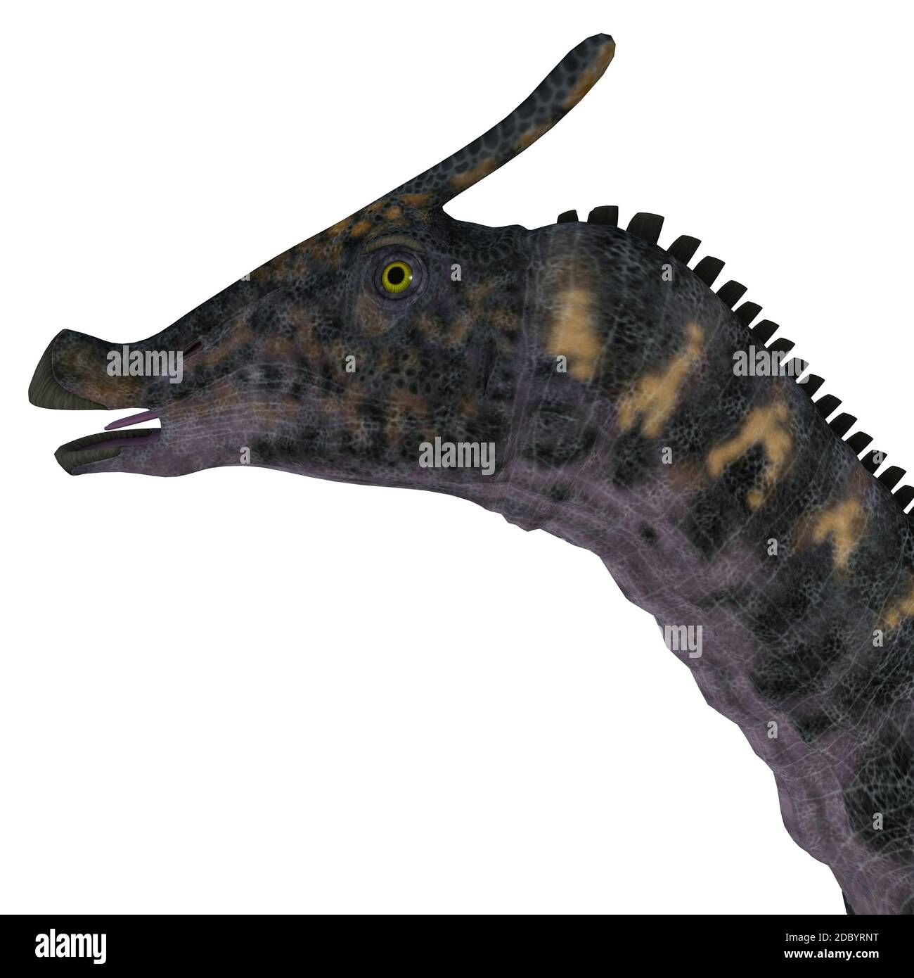 Saurolophus angustirostris dinosaur hadrosaur hi-res stock photography and images - Alamy