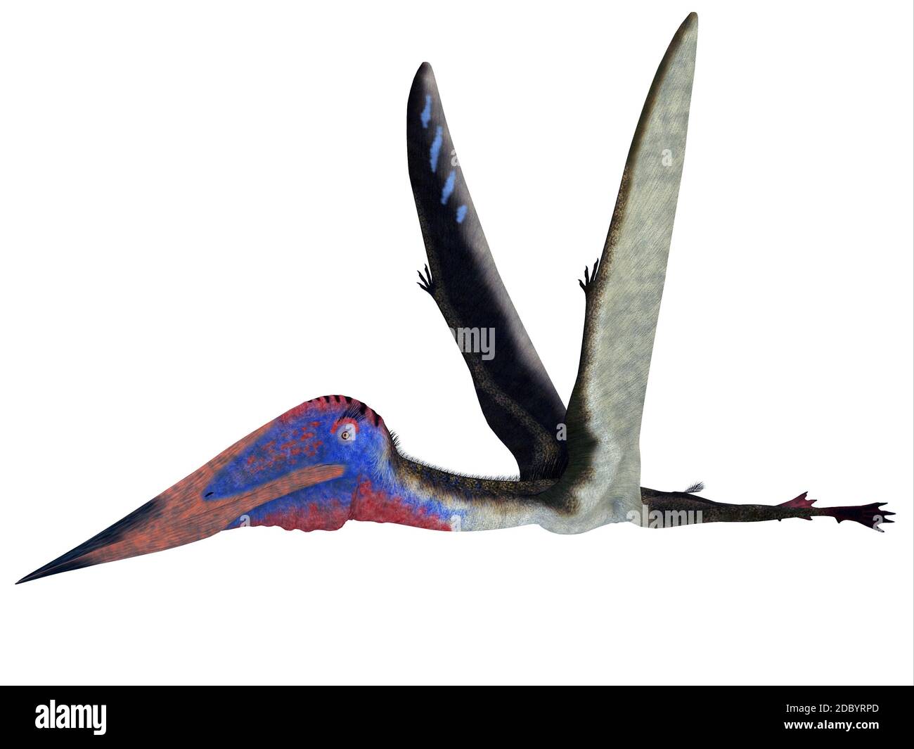Zhejiangopterus was a carnivorous pterosaur dinosaur that lived in ...